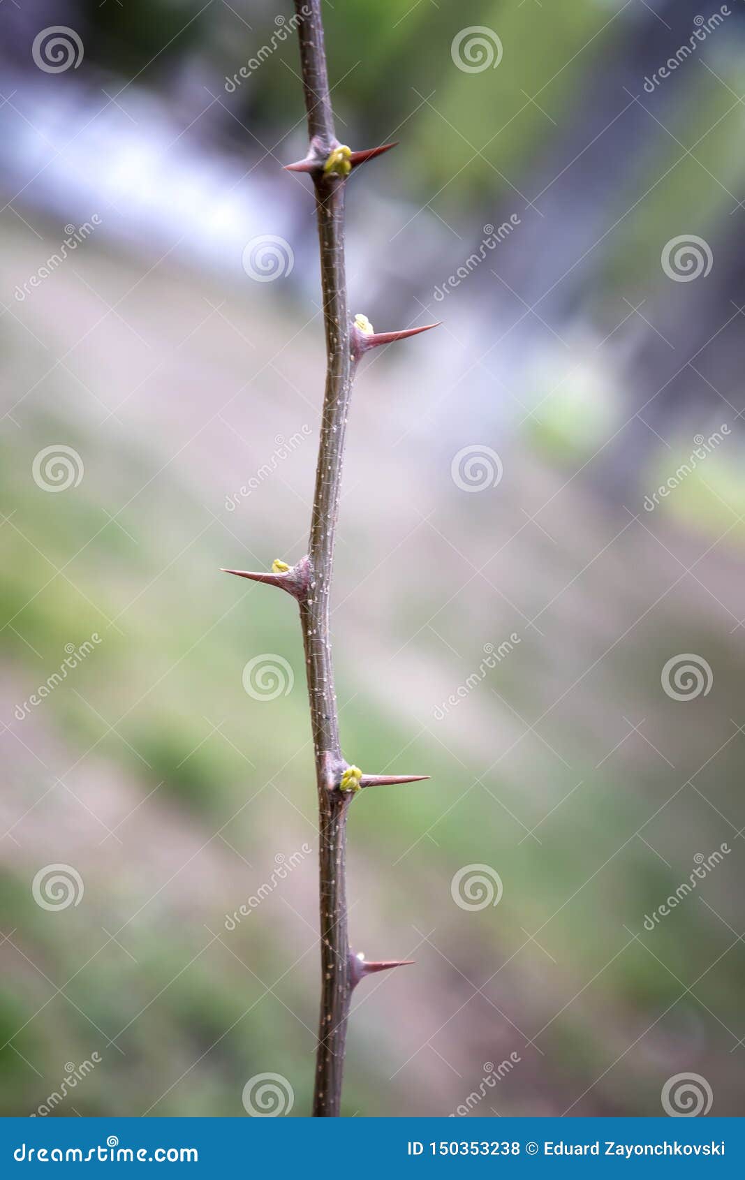 Part of the Stem with Thorns. Stock Photo - Image of dark, frame: 150353238