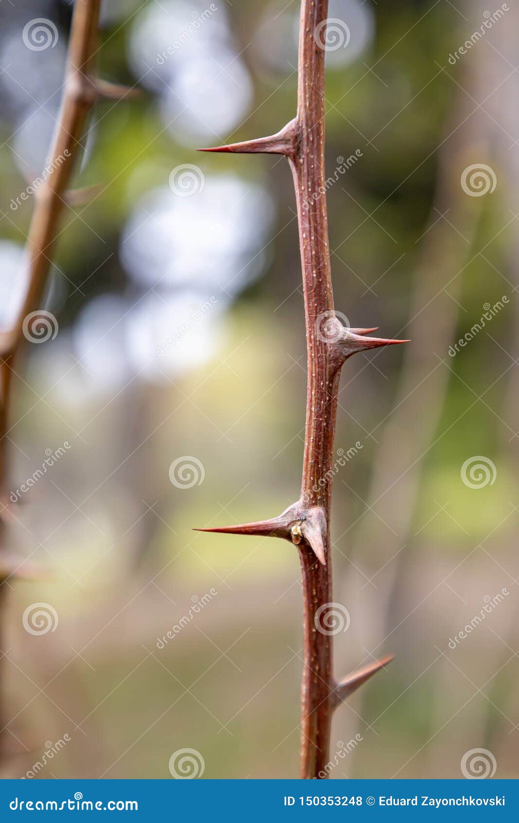 Part of the Stem with Thorns. Stock Photo - Image of fresh, abstract ...