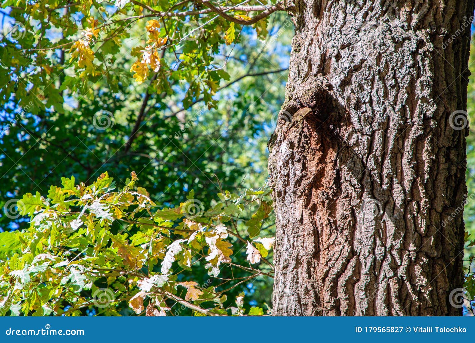 Thick Trunk of an Old Oak Tree and Autumn-dried Leaves Stock Image ...