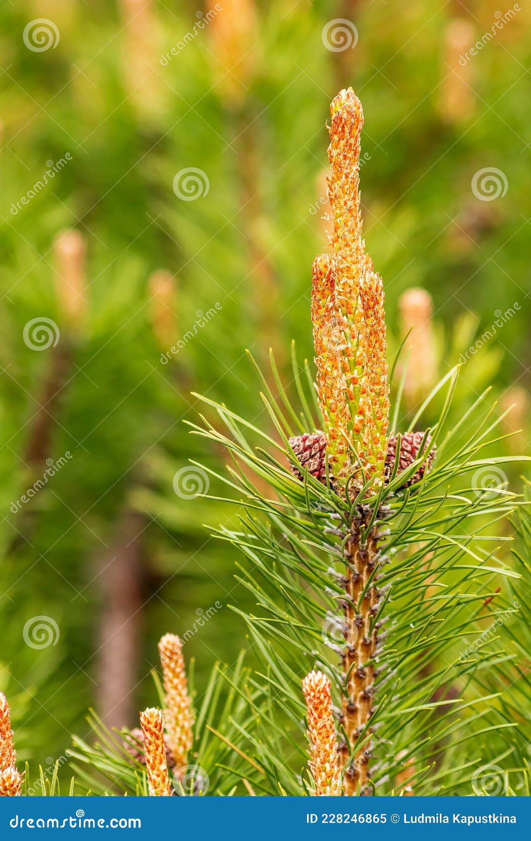 Spring Flowering of the Tops of a Young Pine Tree on a Blurred ...