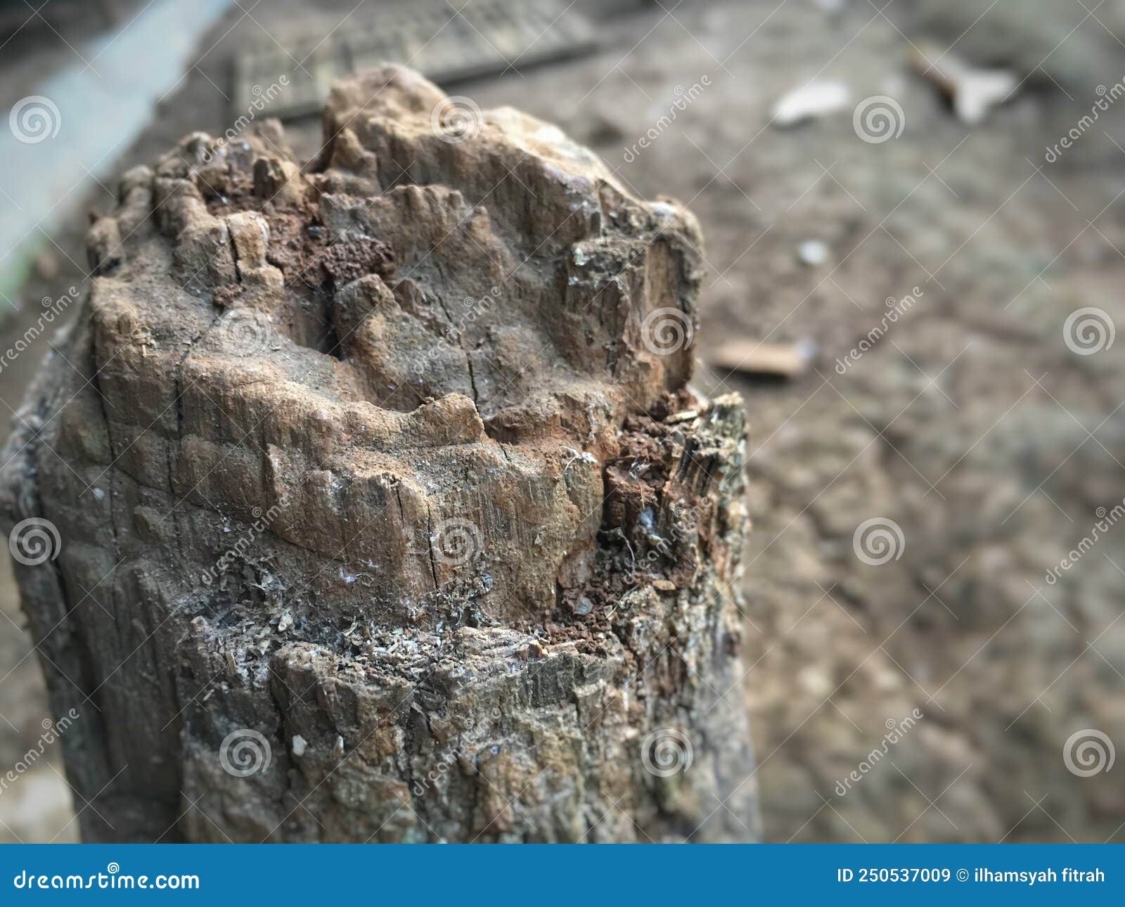 Part of the Tree after Being Cut Down Stock Image - Image of background ...