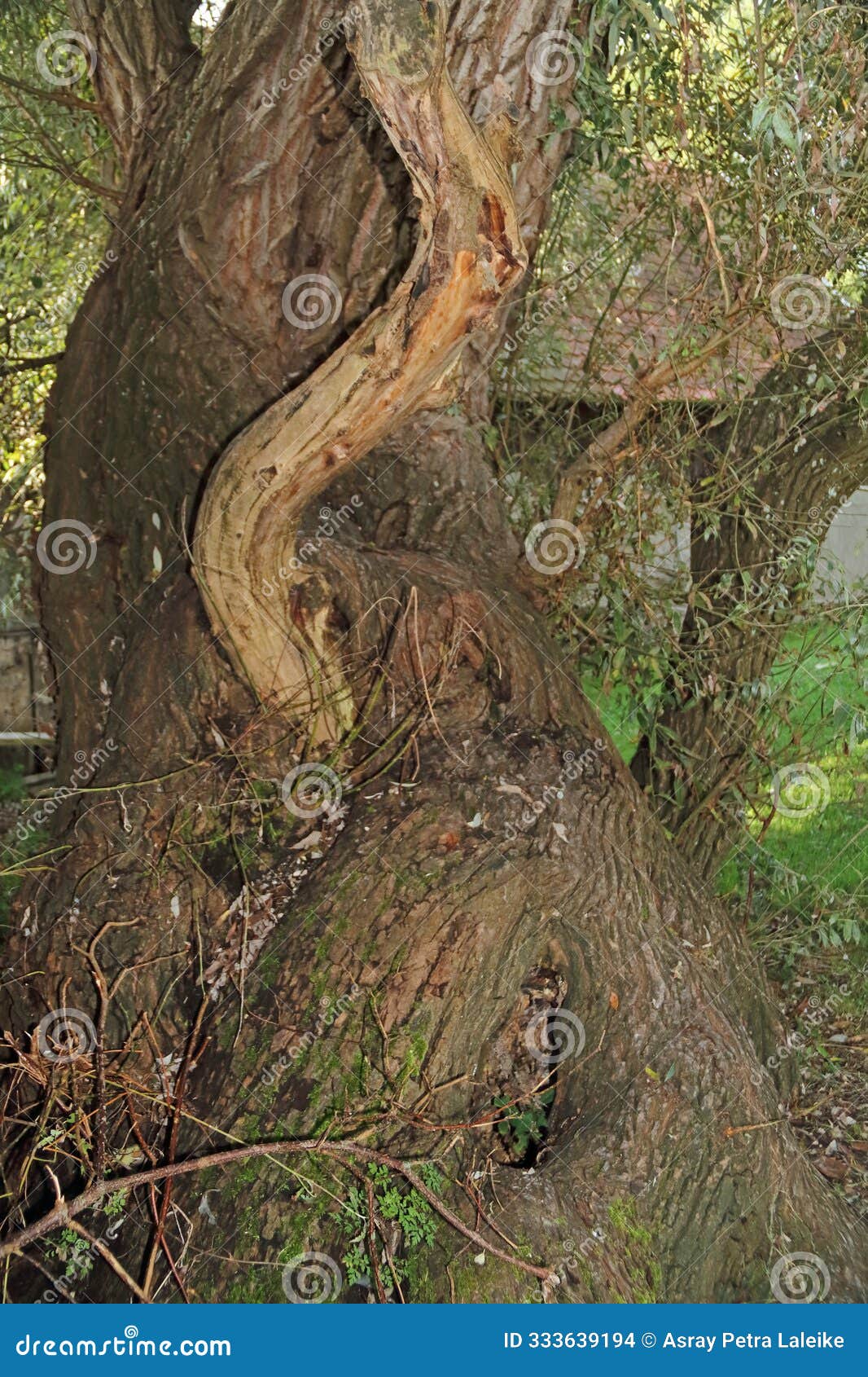Part of a Tree that Has Grown Intertwined with Its Branch Stock Photo ...
