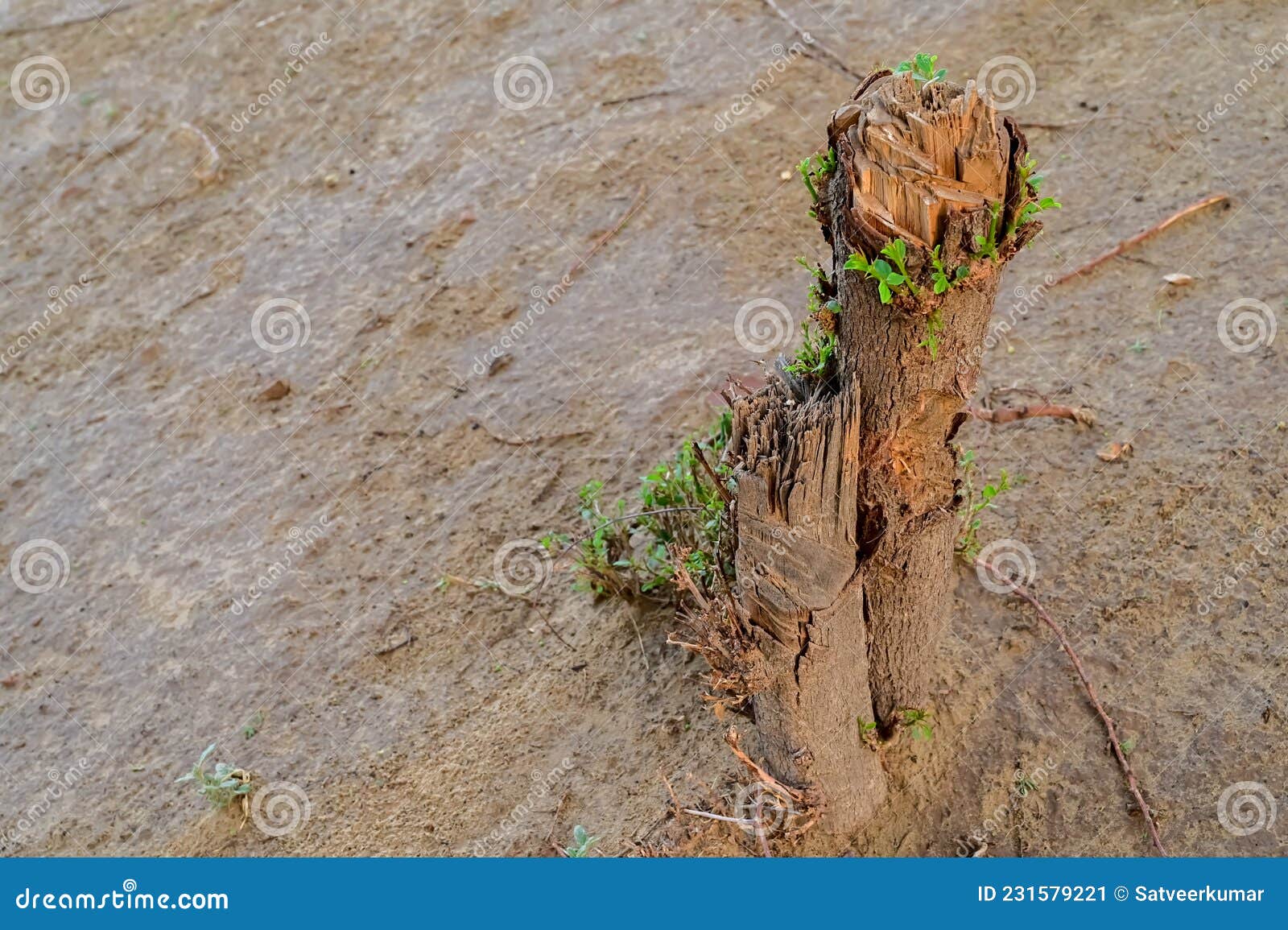 The Part of a Tree Left after Cutting a Tree.the Concept of the ...