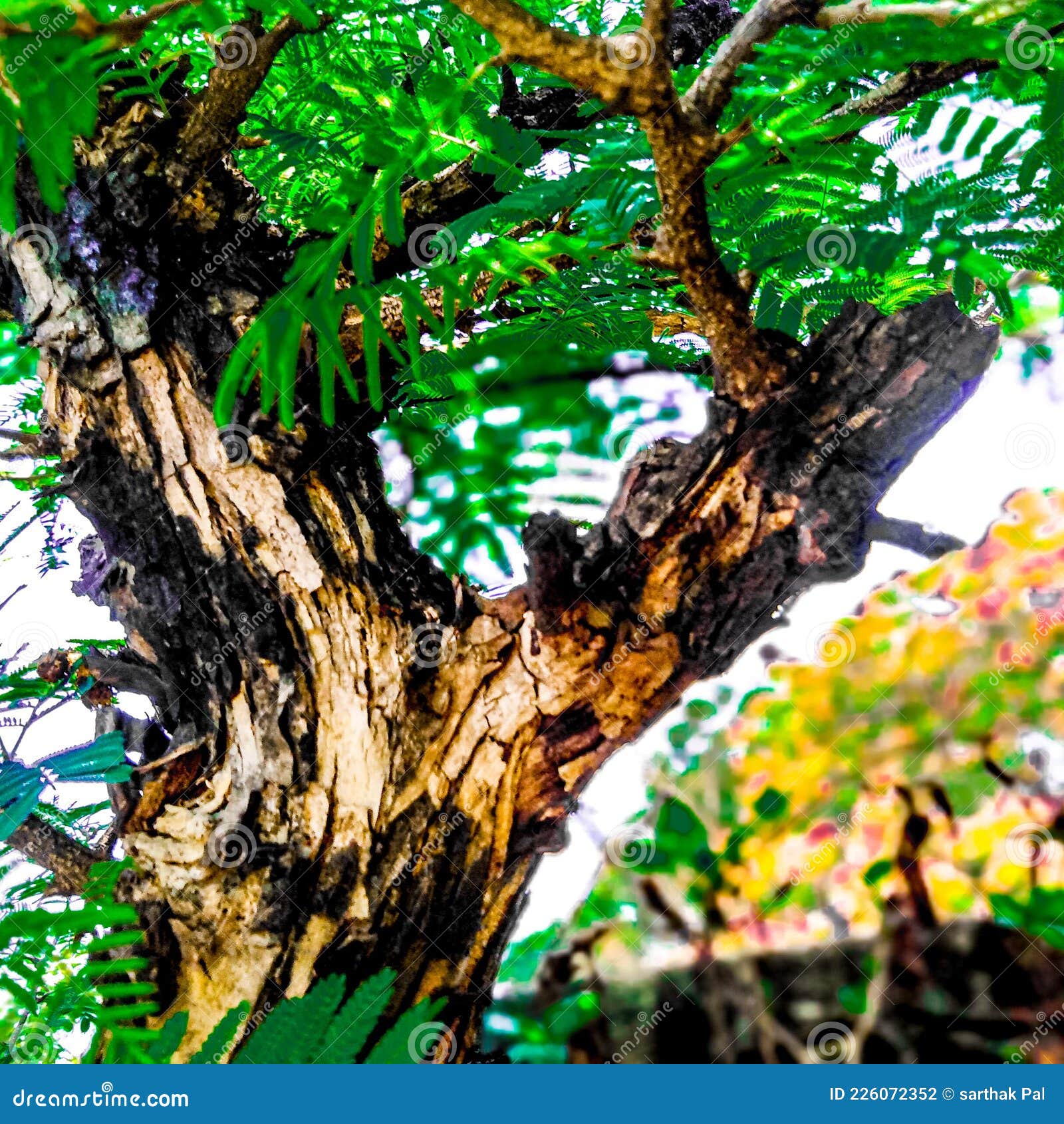 The part of the tree stock photo. Image of leaf, tree - 226072352