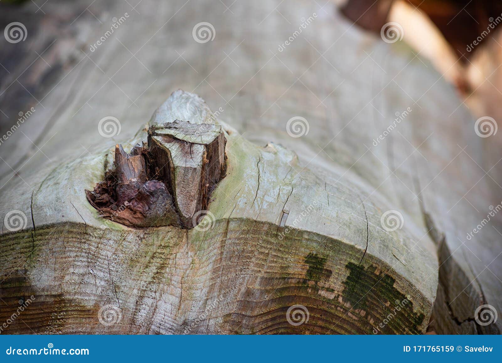 Part of the Tree Sequoia with Rings Stock Image - Image of view ...