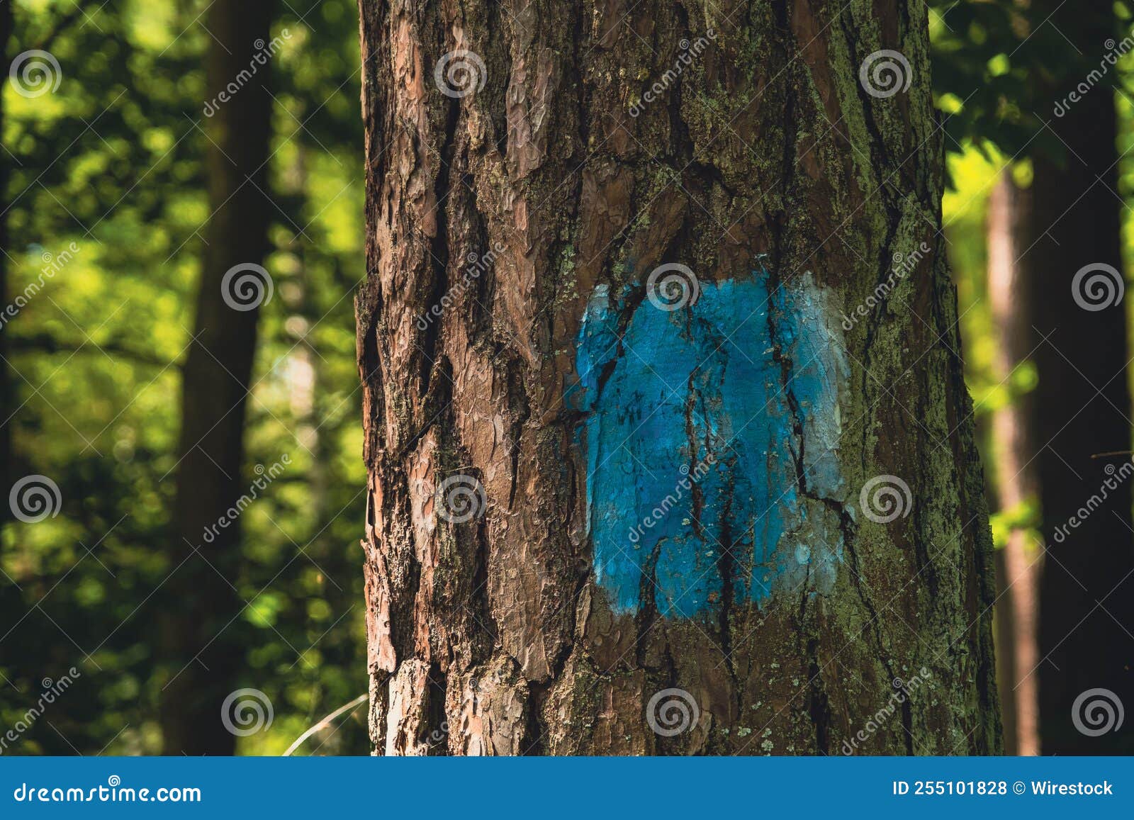 Part of a Tree Trunk with Blue Square Marking Stock Photo - Image of ...