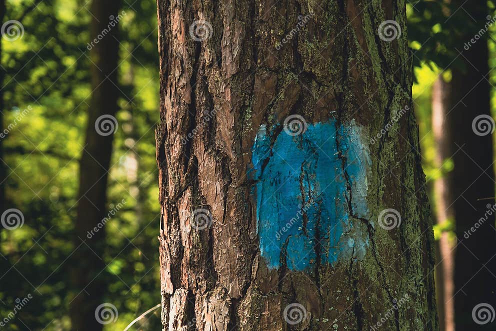 Part of a Tree Trunk with Blue Square Marking Stock Photo - Image of ...