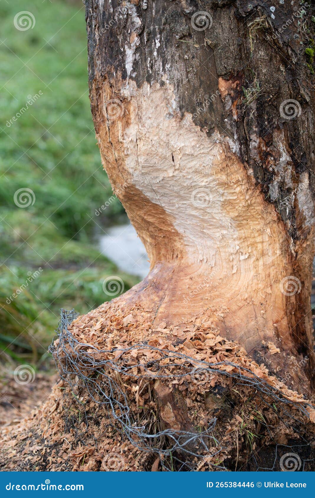 Part of a Tree Trunk Eaten by a Beaver. the Tree Trunk Shows Clear Bite ... Part of a Tree Trunk Eaten by a Beaver. the Tree Trunk Shows Clear Bite ...