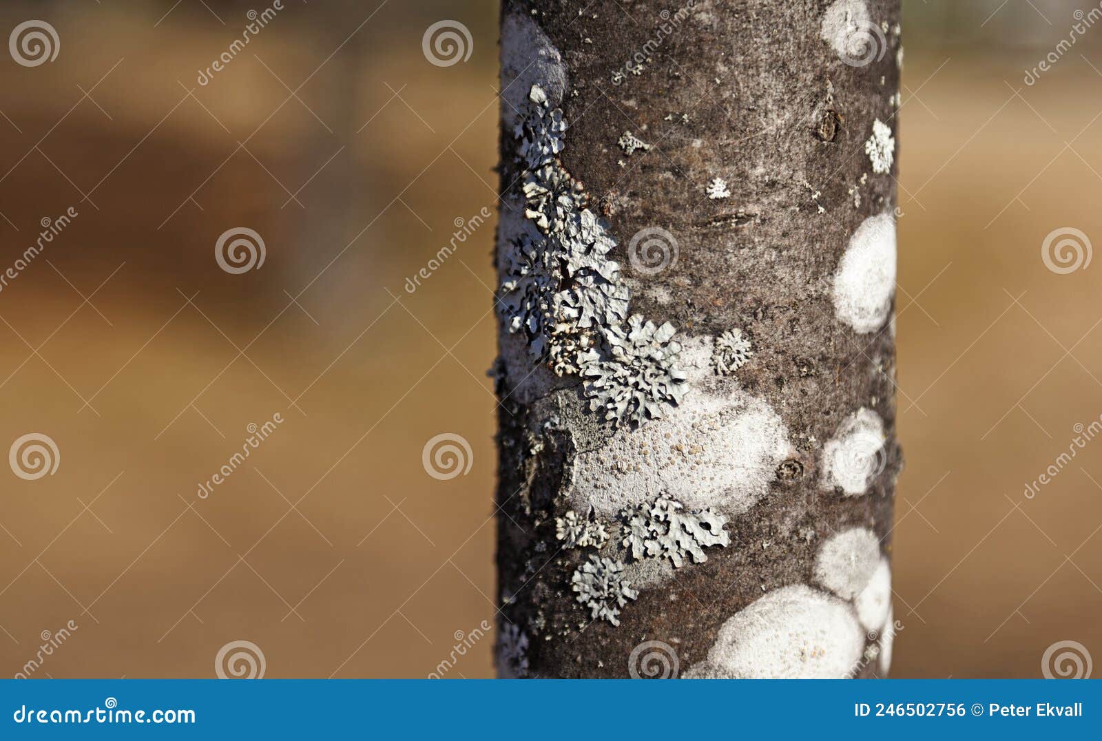 Tree Trunk with Lichen, Fungus and Other Diseases Stock Photo - Image ...