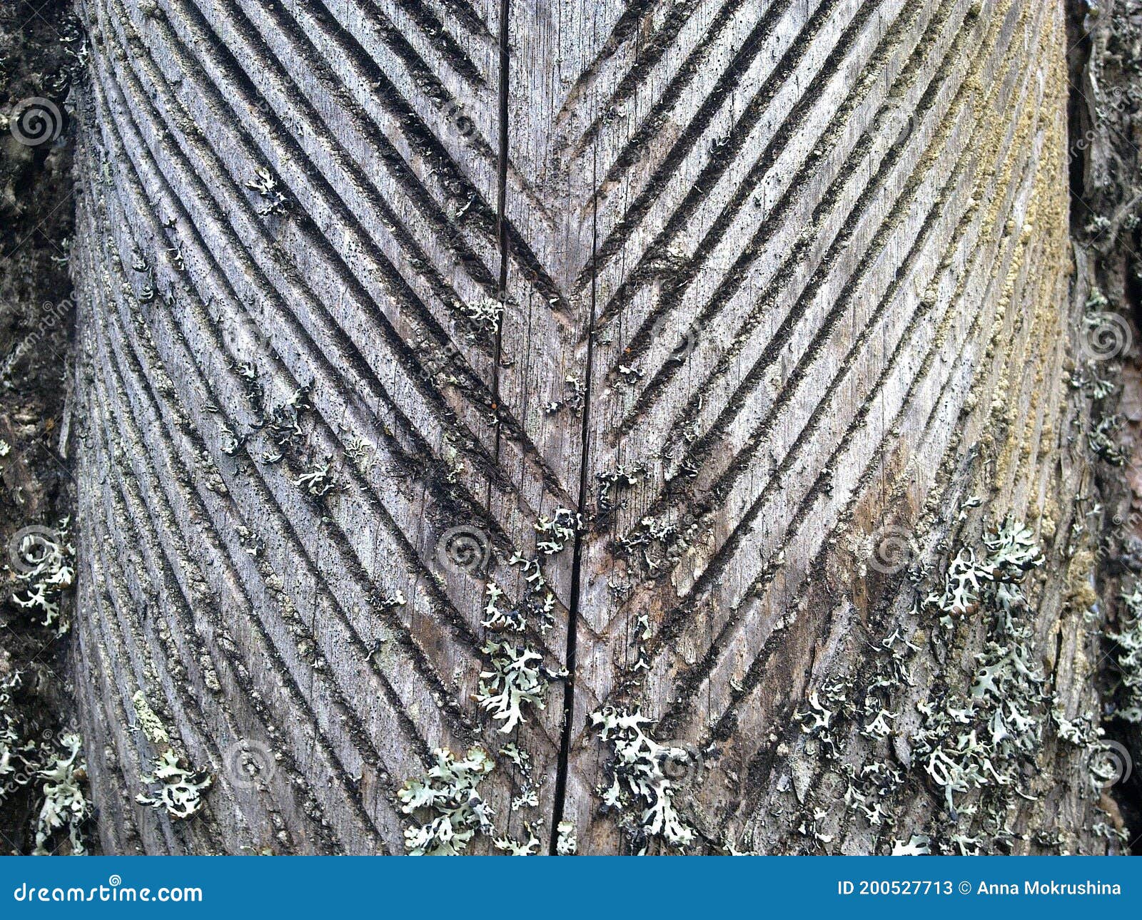 Part of a Tree Trunk and Stripes of Notches on it Stock Image - Image ...
