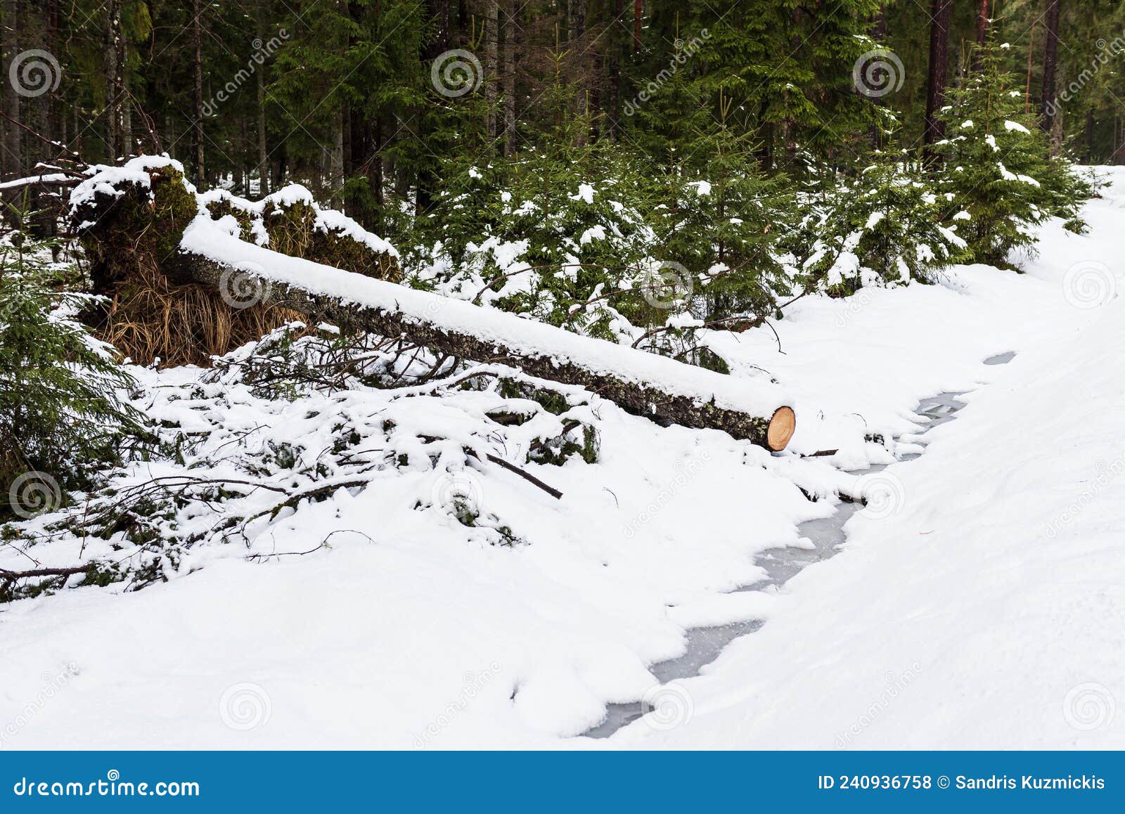 The Part of the Tree that Was Cut Down because it Had Fallen on a ...