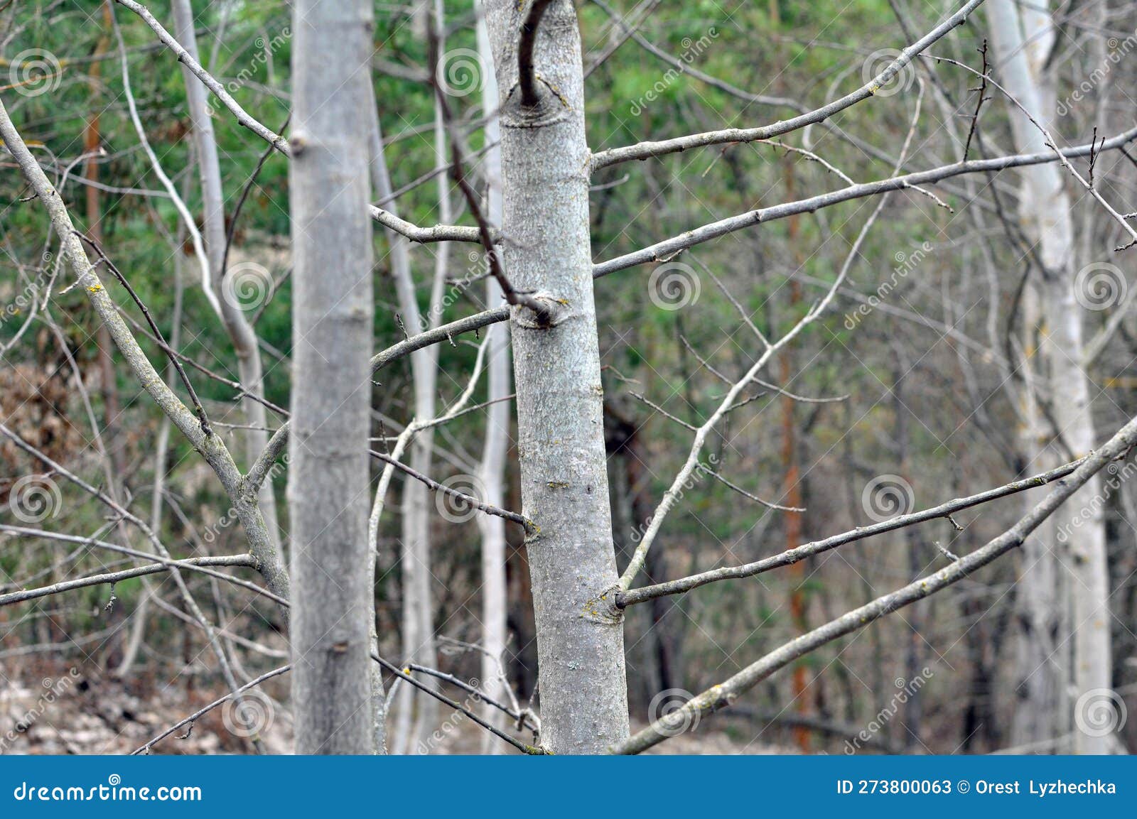 The Trunk of a Living Aspen Tree Stock Image - Image of trunks, fall ...