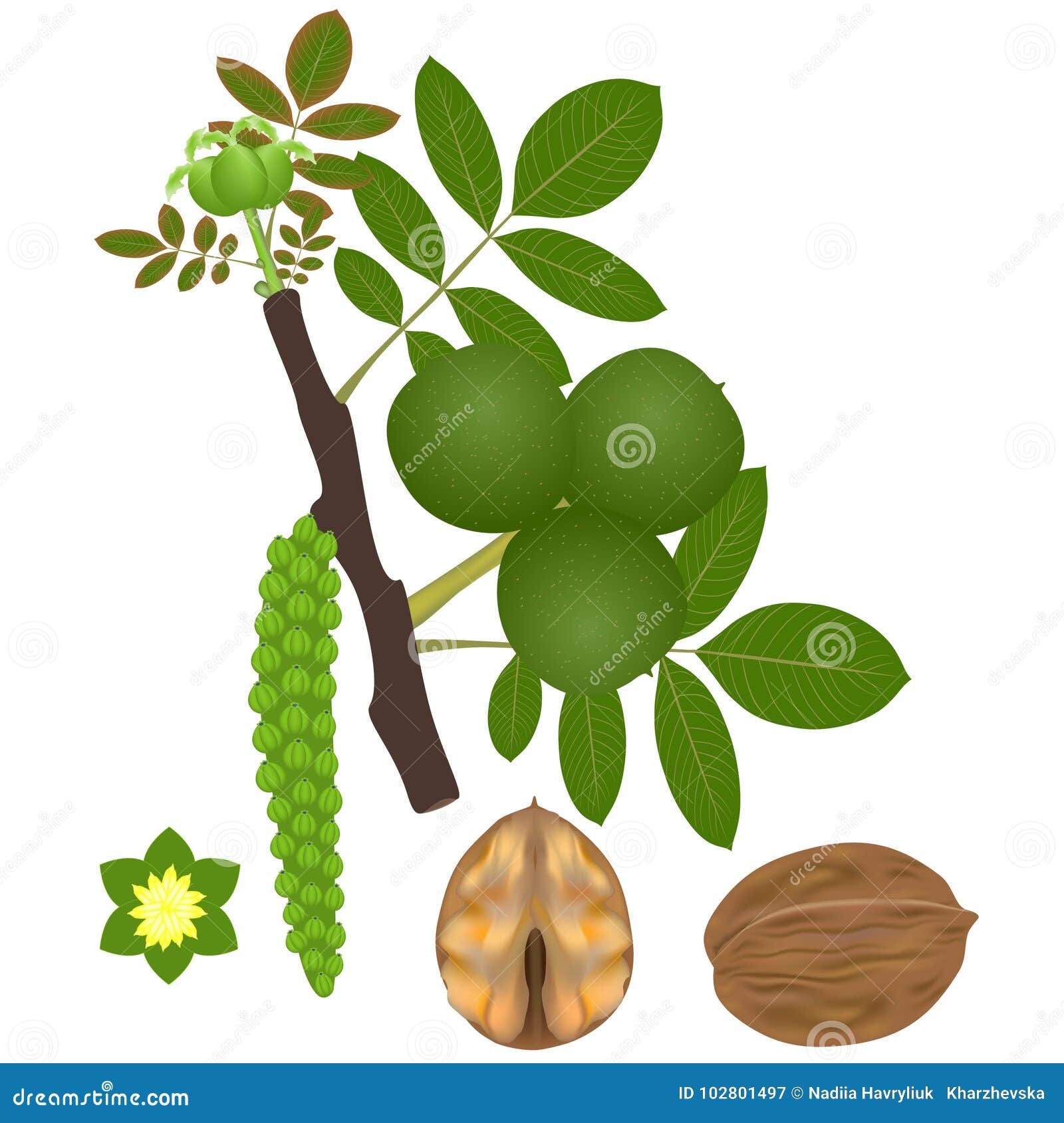 Cycle Of A Walnut Plant Growth Isolated On White Background. Cartoon ...