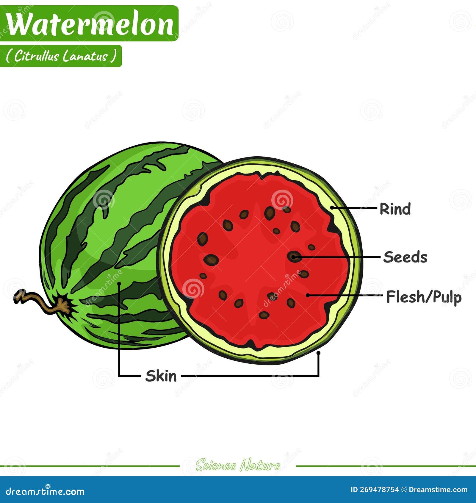Part of a watermelon stock vector. Illustration of design - 269478754