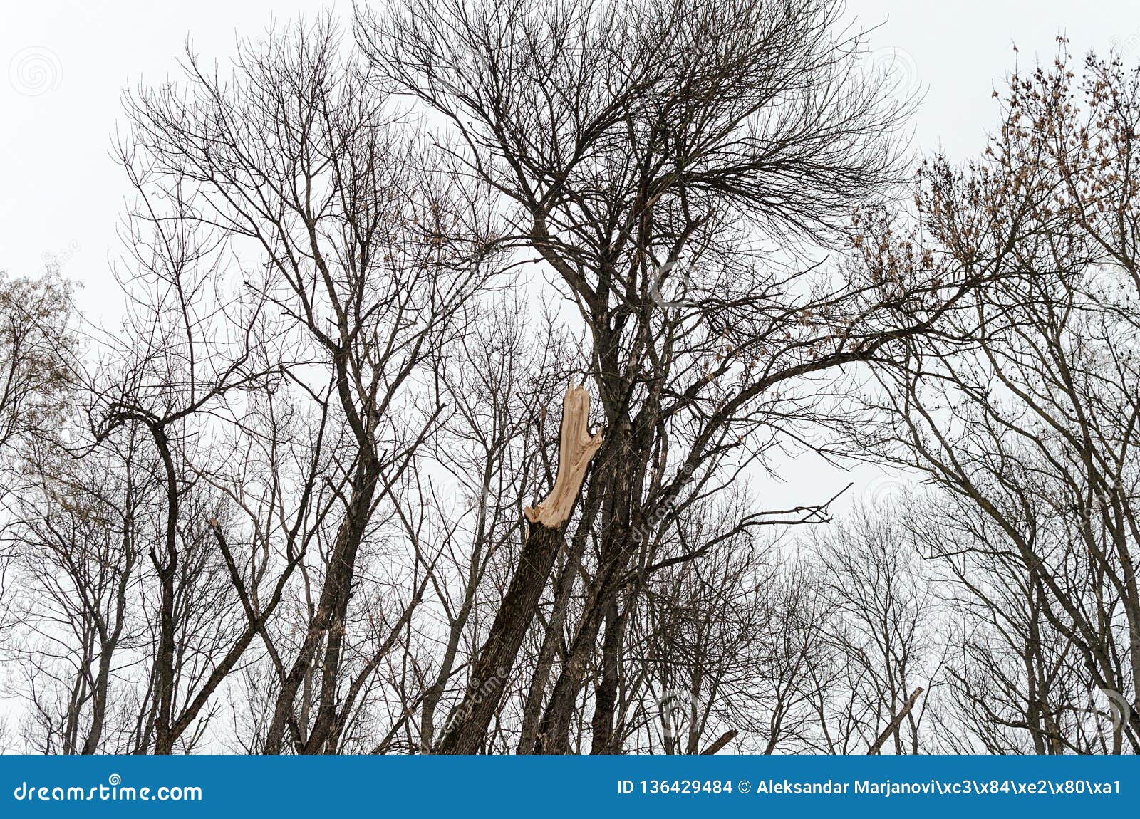 The Part Which is Missing, a Broken Wood Tree with No Treetop among ...