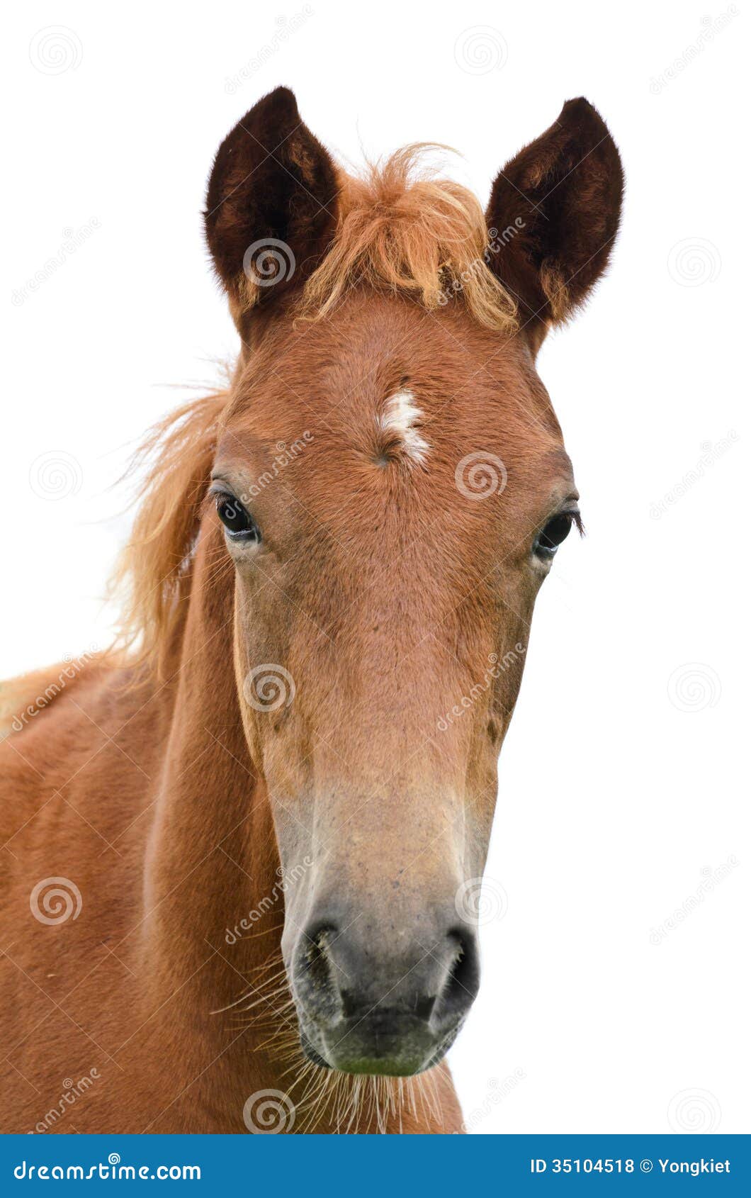 Parte Anteriore Della Testa Di Cavallo. Fotografia Stock - Immagine di ...