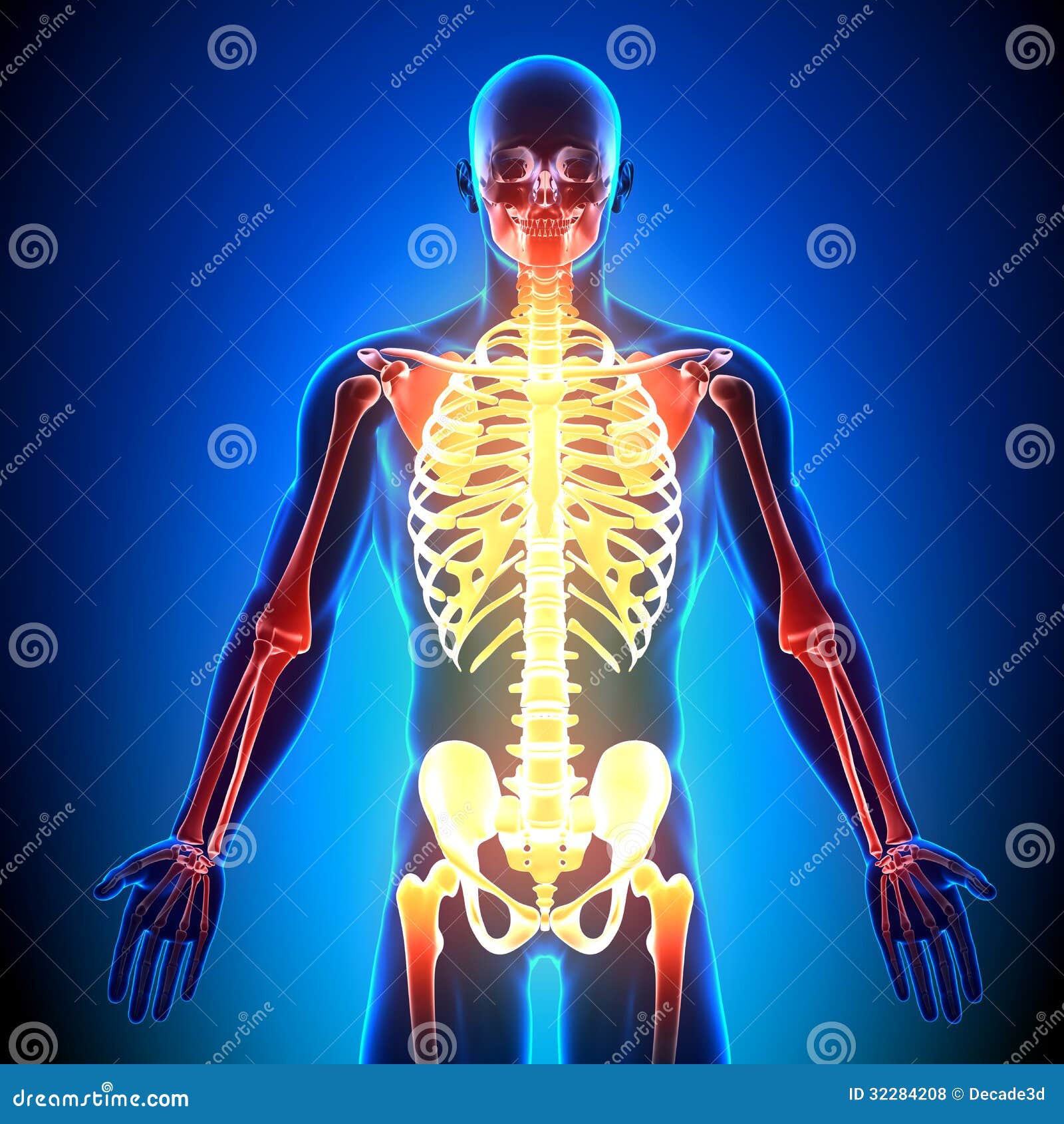 Parte Anteriore Di Scheletro - Ossa Di Anatomia Illustrazione di Stock ...