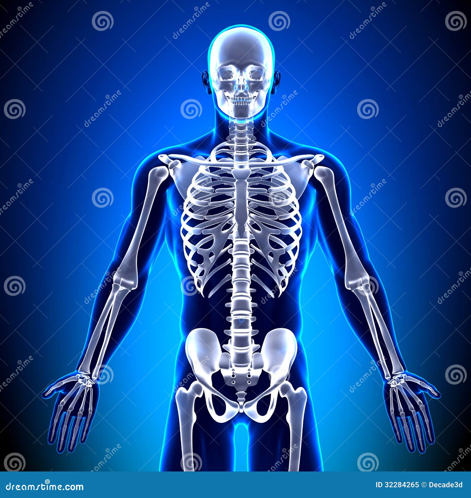 Parte Anteriore Di Scheletro - Ossa Di Anatomia Illustrazione di Stock ...