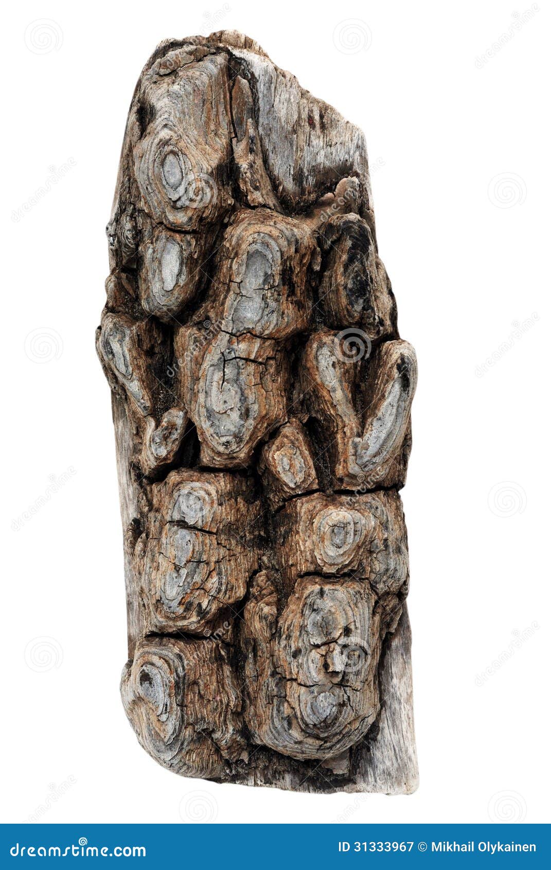 Parte De La Corteza Secada Del Cedro Imagen de archivo - Imagen de ...