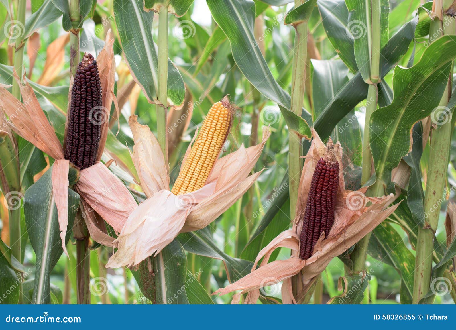 Parte de plantas de milho imagem de stock. Imagem de plantas - 58326855