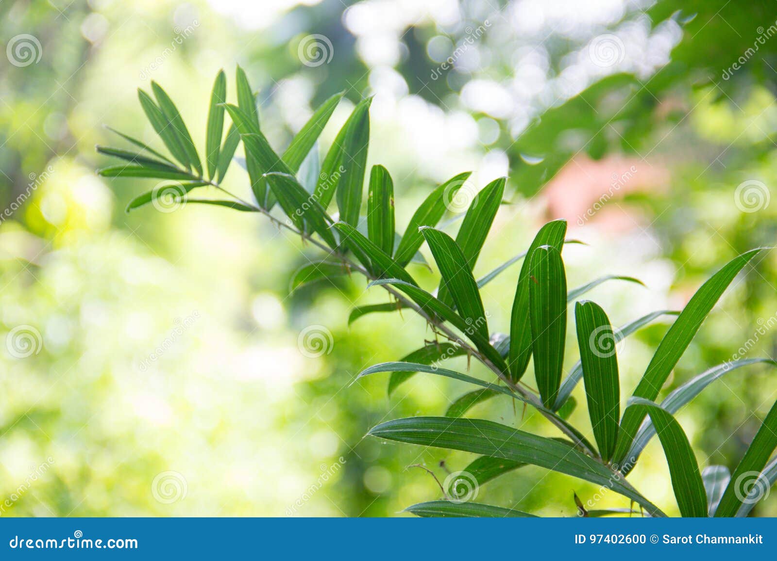 Parte del árbol de la rota foto de archivo. Imagen de imagen - 97402600
