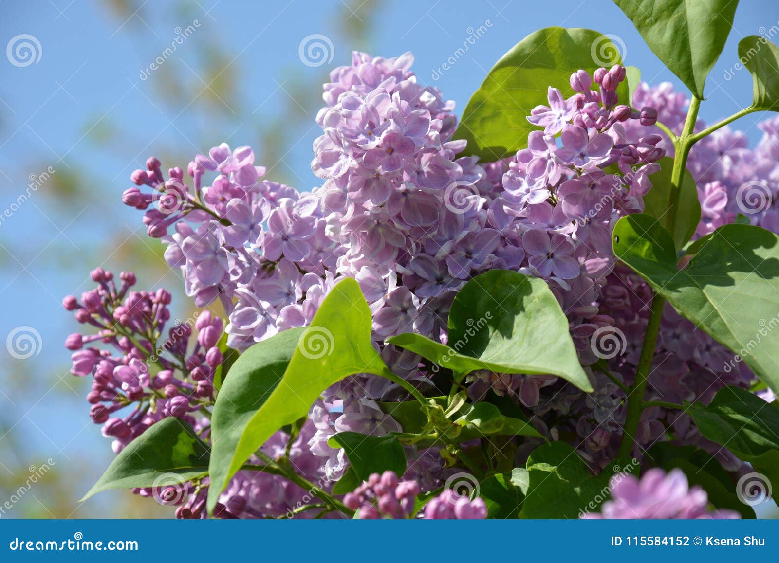 Parte Del Cespuglio Lilla Sui Precedenti Del Cielo Blu Fotografia Stock ...