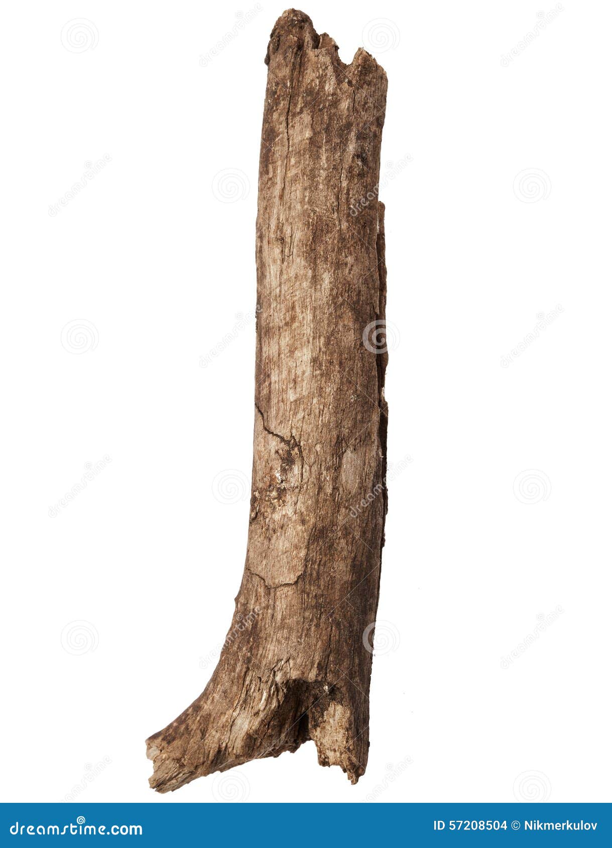 Parte del tronco de árbol foto de archivo. Imagen de exterior - 57208504