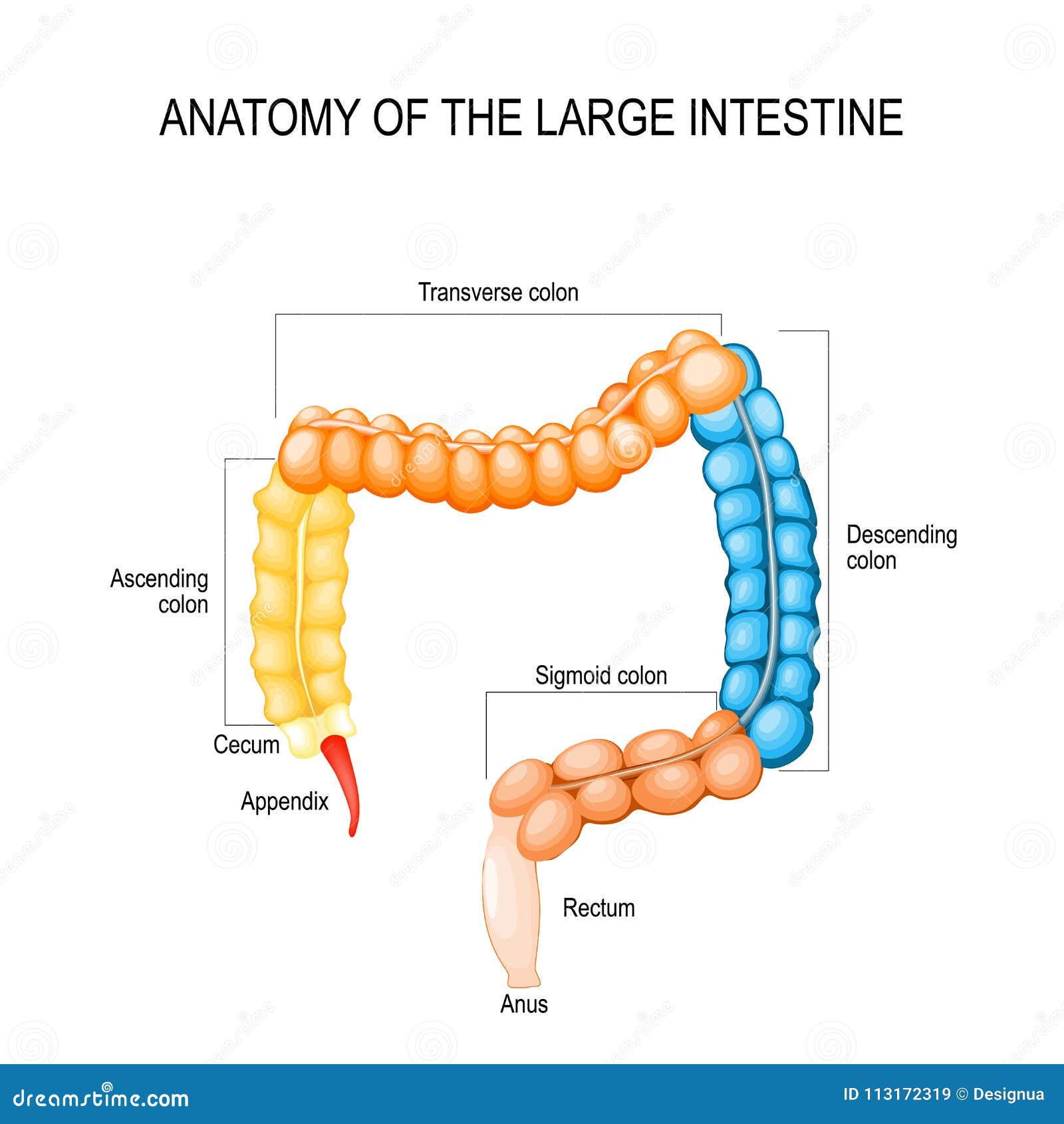 Parte Dell'intestino Crasso Illustrazione Vettoriale - Illustrazione di ...