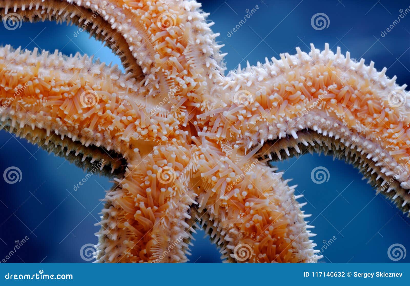 Parte Di Sotto Comune Delle Stelle Marine Fotografia Stock - Immagine ...