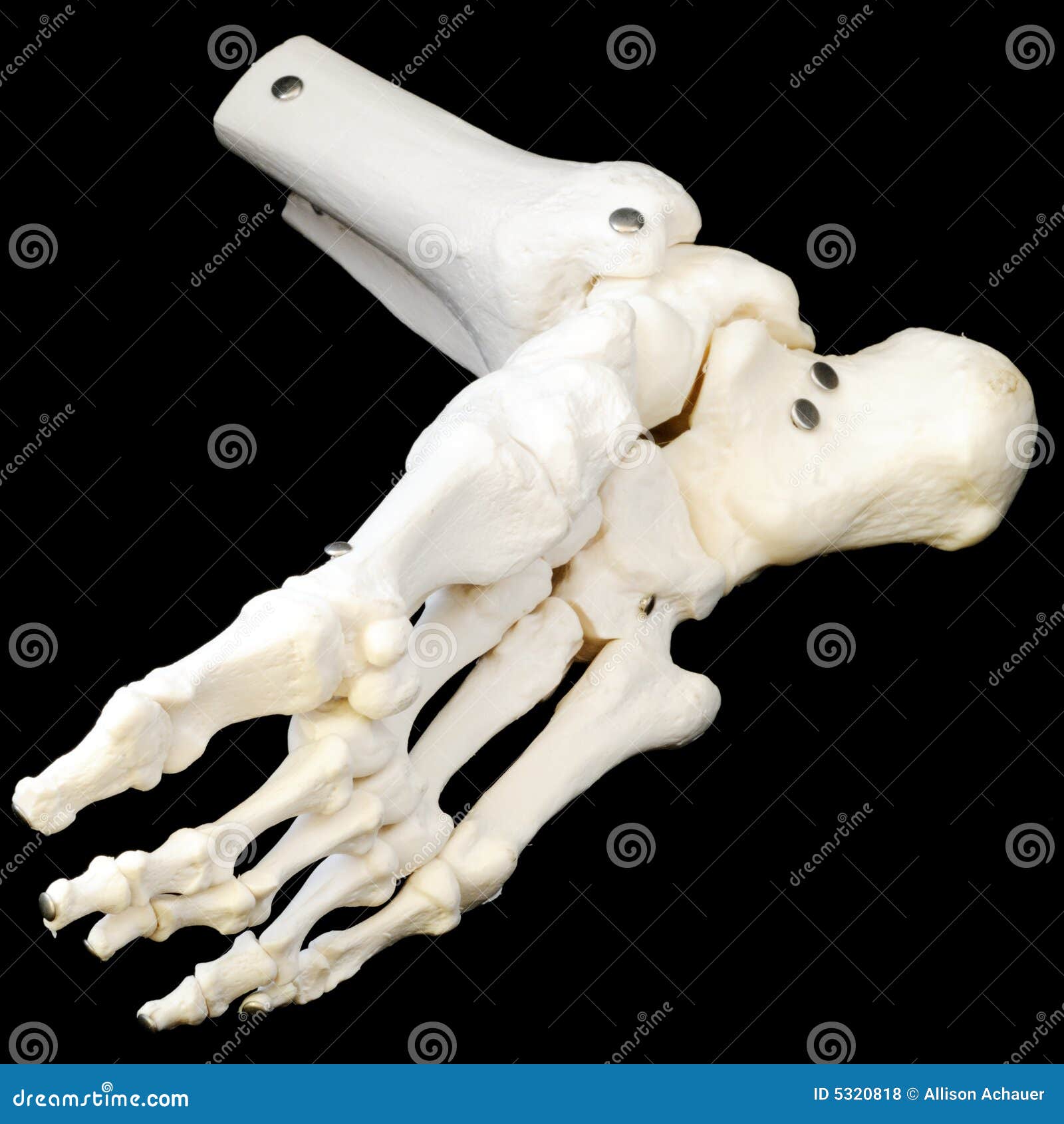 Parte Di Sotto Dello Scheletro Del Piede Fotografia Stock - Immagine di ...