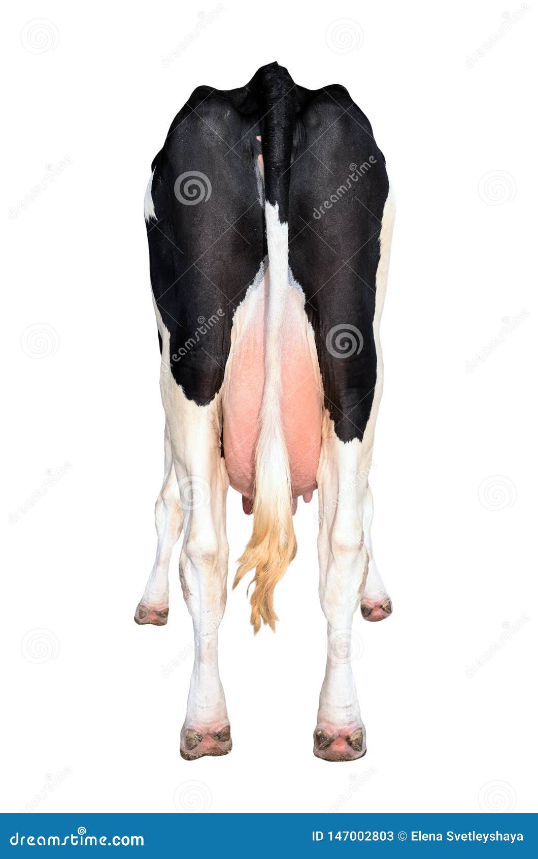 A Parte Inferior E a Cauda Da Vaca Estando Imagem de Stock - Imagem de preto, holstein: 147002803