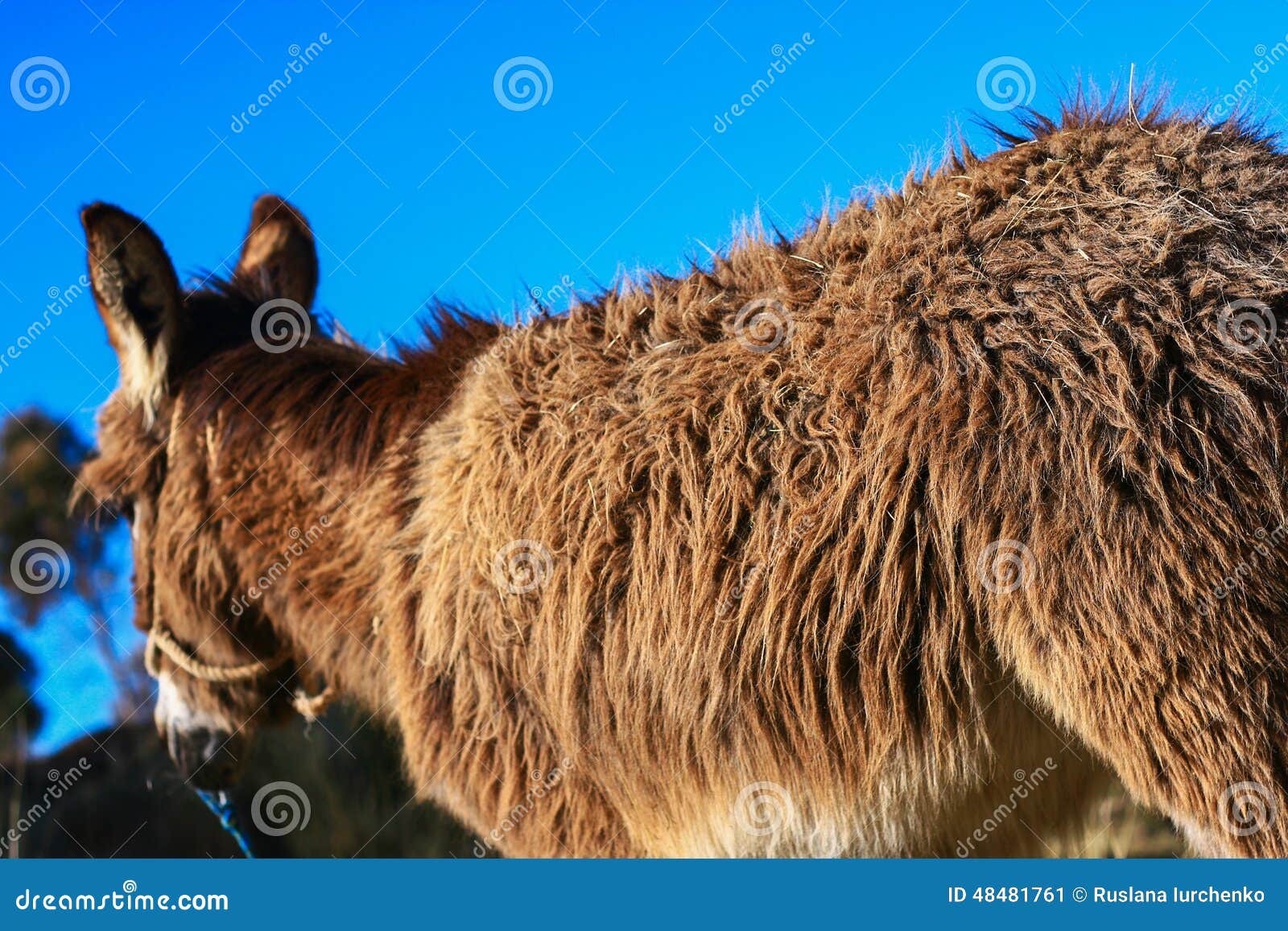 Parte posterior del burro imagen de archivo. Imagen de triste - 48481761