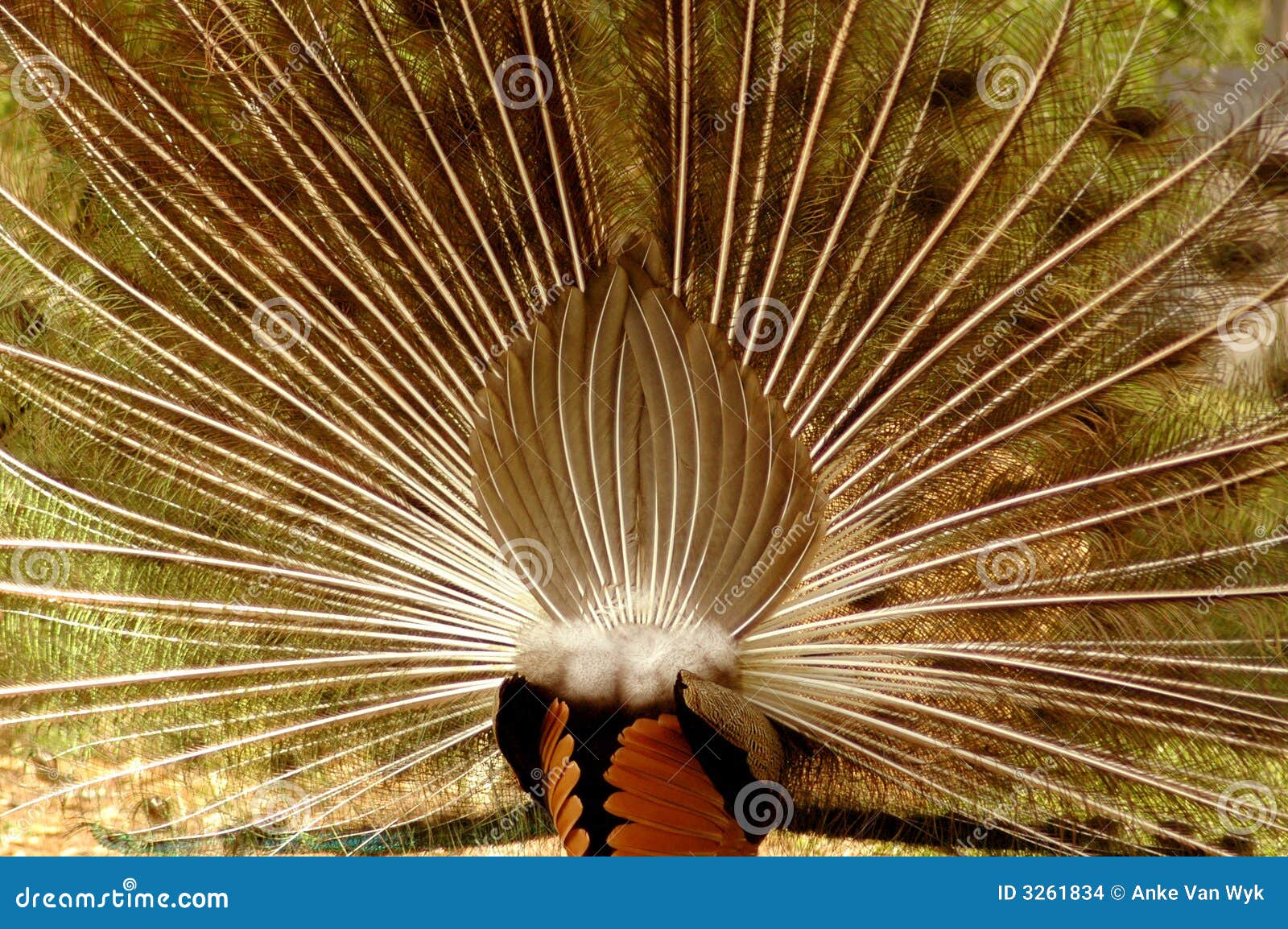 Parte Posterior Del Pavo Real Foto de archivo - Imagen de azul ...