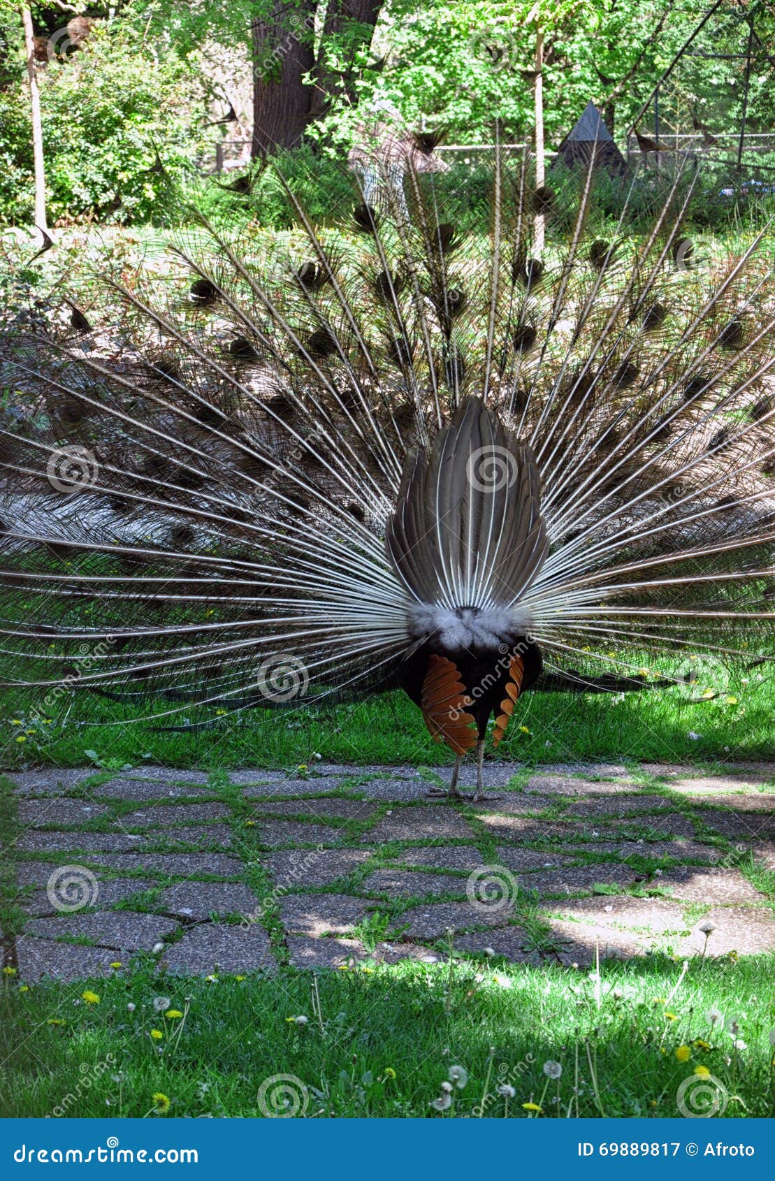 Parte Posterior Del Pavo Real Imagen de archivo - Imagen de verde ...