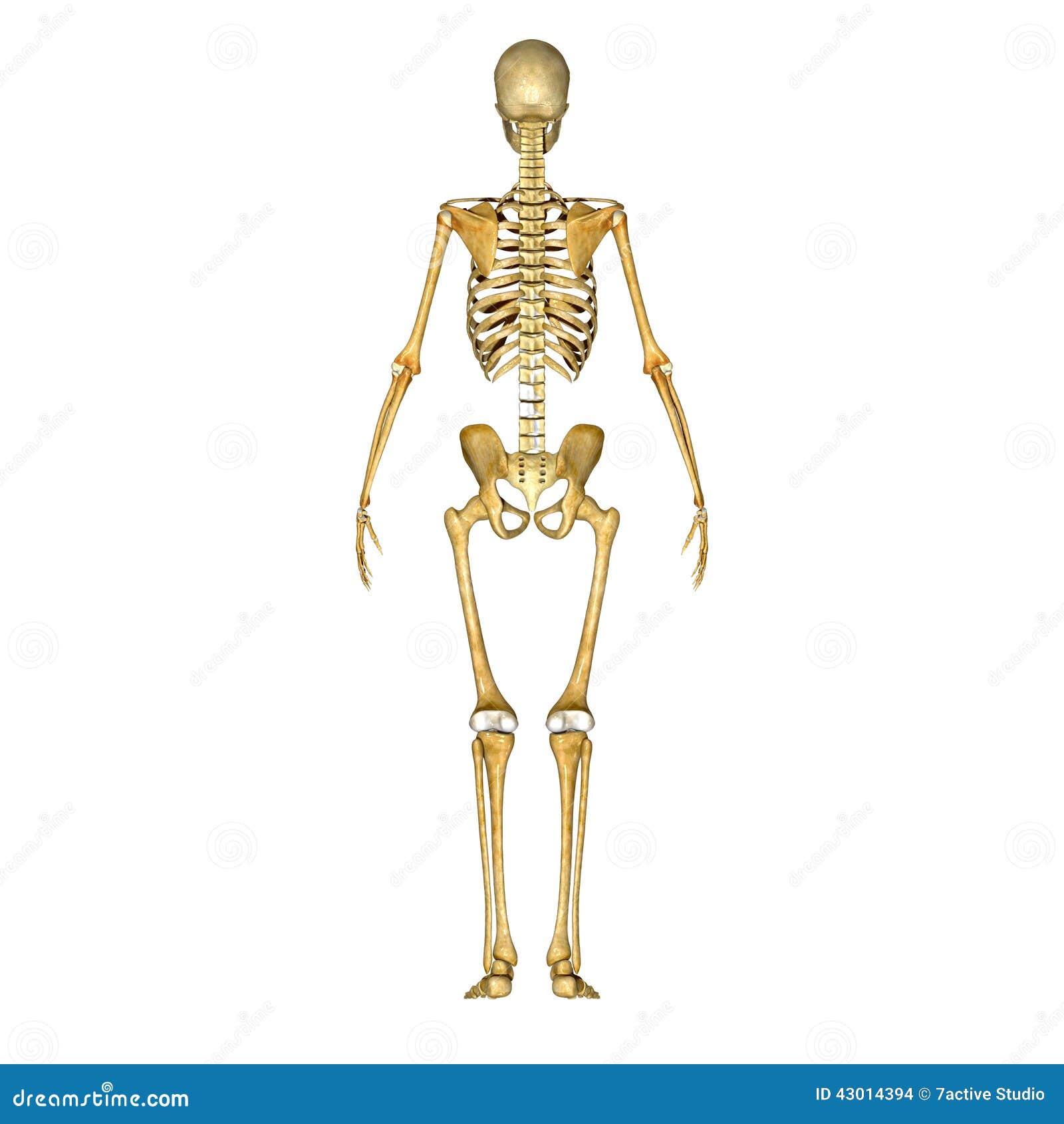 Parte Posteriore Dello Scheletro Illustrazione di Stock - Illustrazione ...