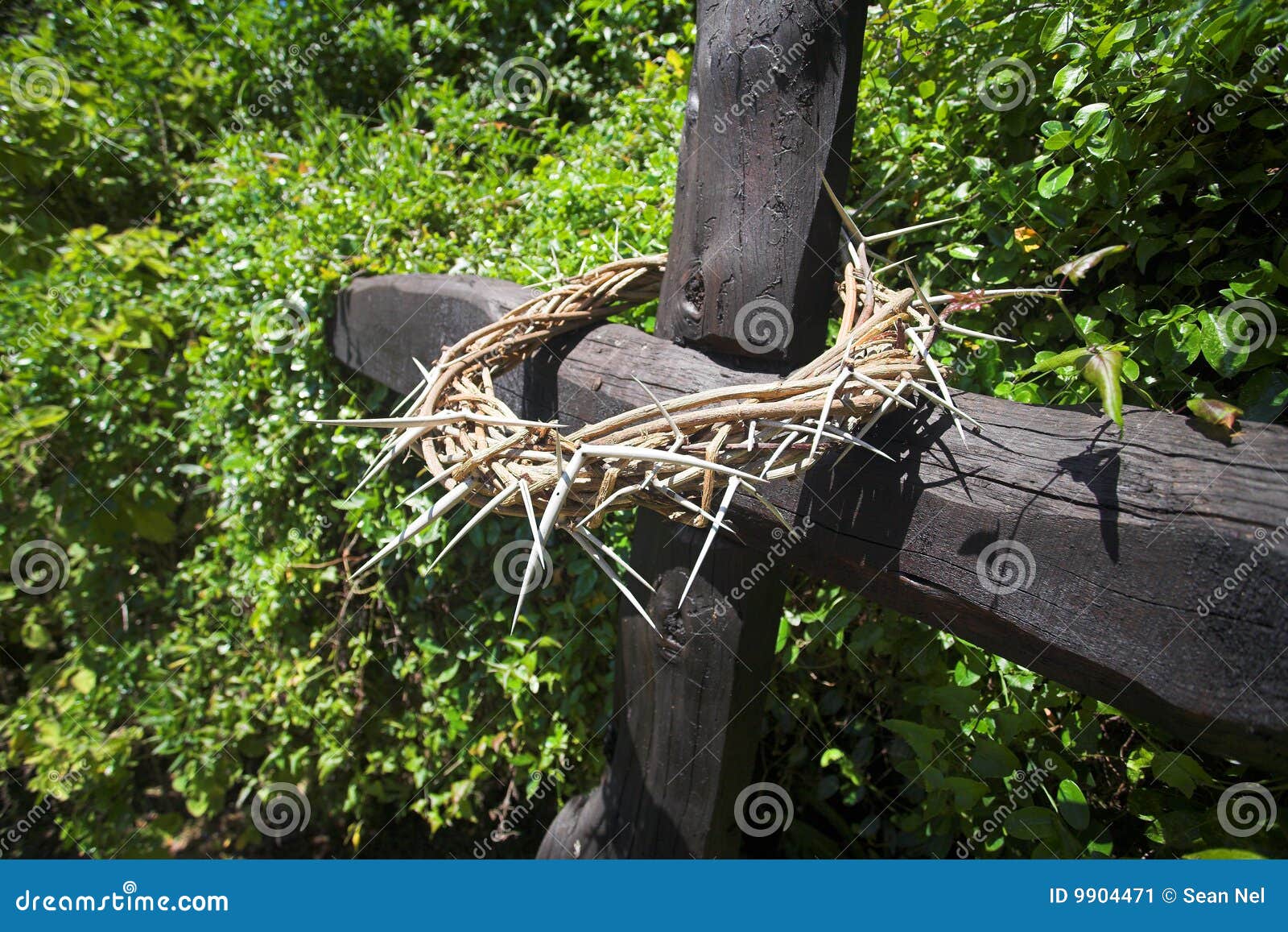 Parte Superiore Delle Spine Immagine Stock - Immagine di fede, alberi ...