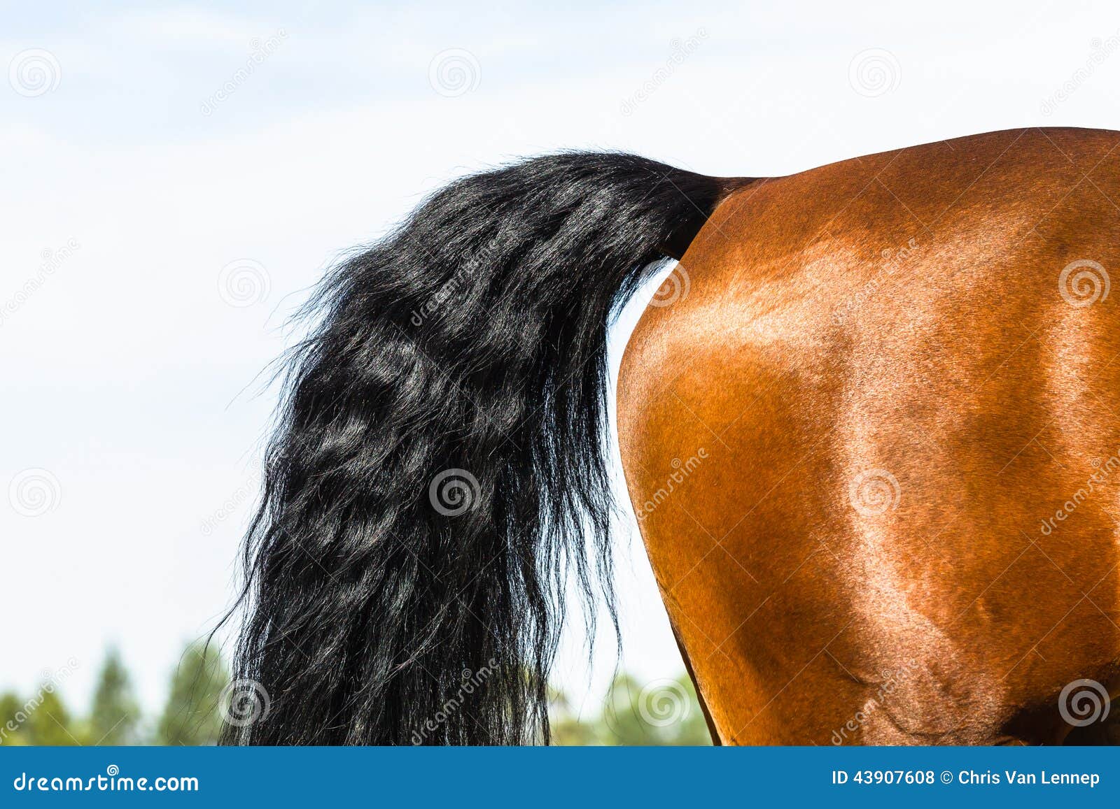Parte Trasera De La Cola De La Pierna Del Caballo Foto de archivo ...