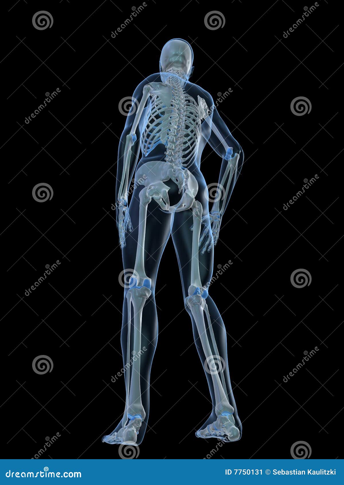 Parte Trasera Esquelética Humana Stock de ilustración - Ilustración de ...