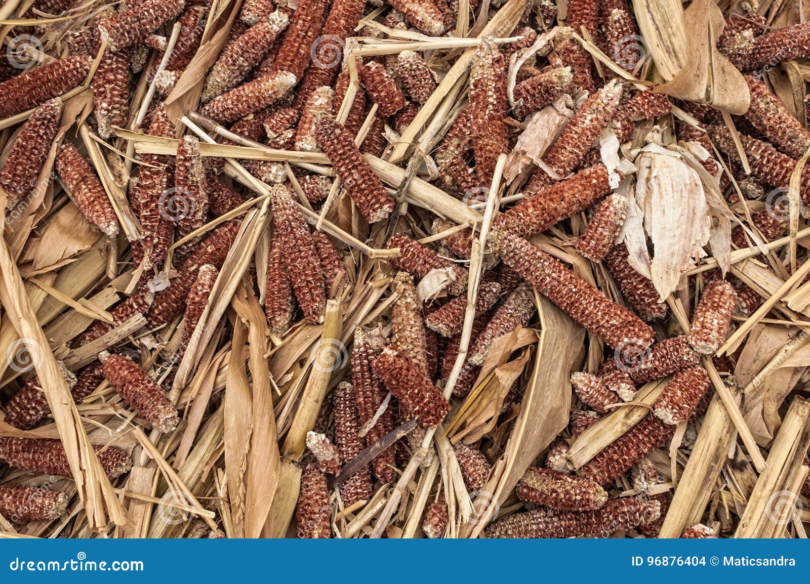 Partes coronadas de maíz foto de archivo. Imagen de coronado - 96876404