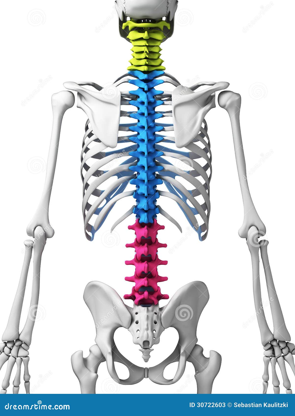 Partes De La Espina Dorsal Humana Fotos de archivo - Imagen: 30722603