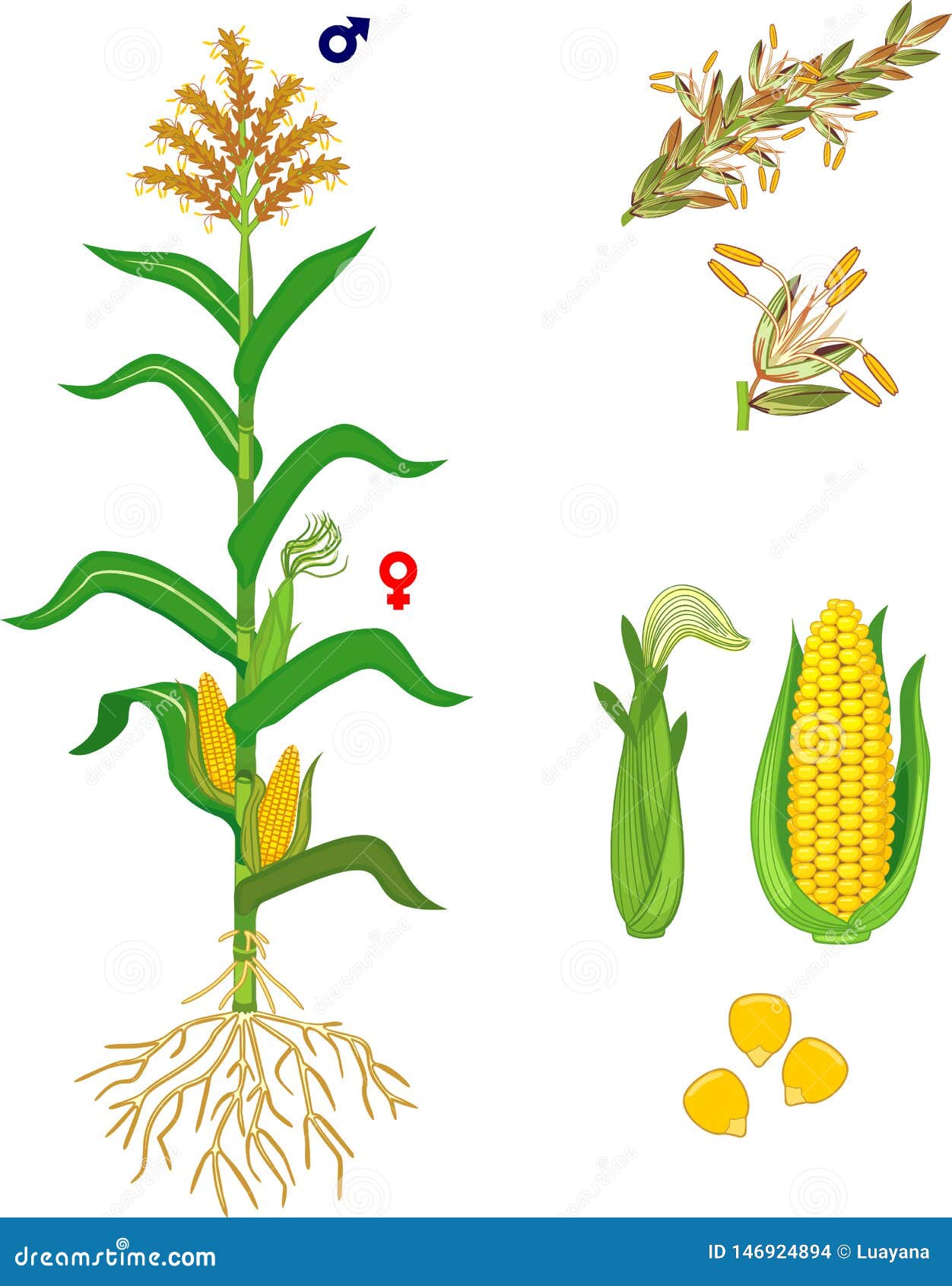 Partes De La Planta Morfología De La Planta Del Maíz Del Maíz Con Las ... Partes De La Planta Morfología De La Planta Del Maíz Del Maíz Con Las ...