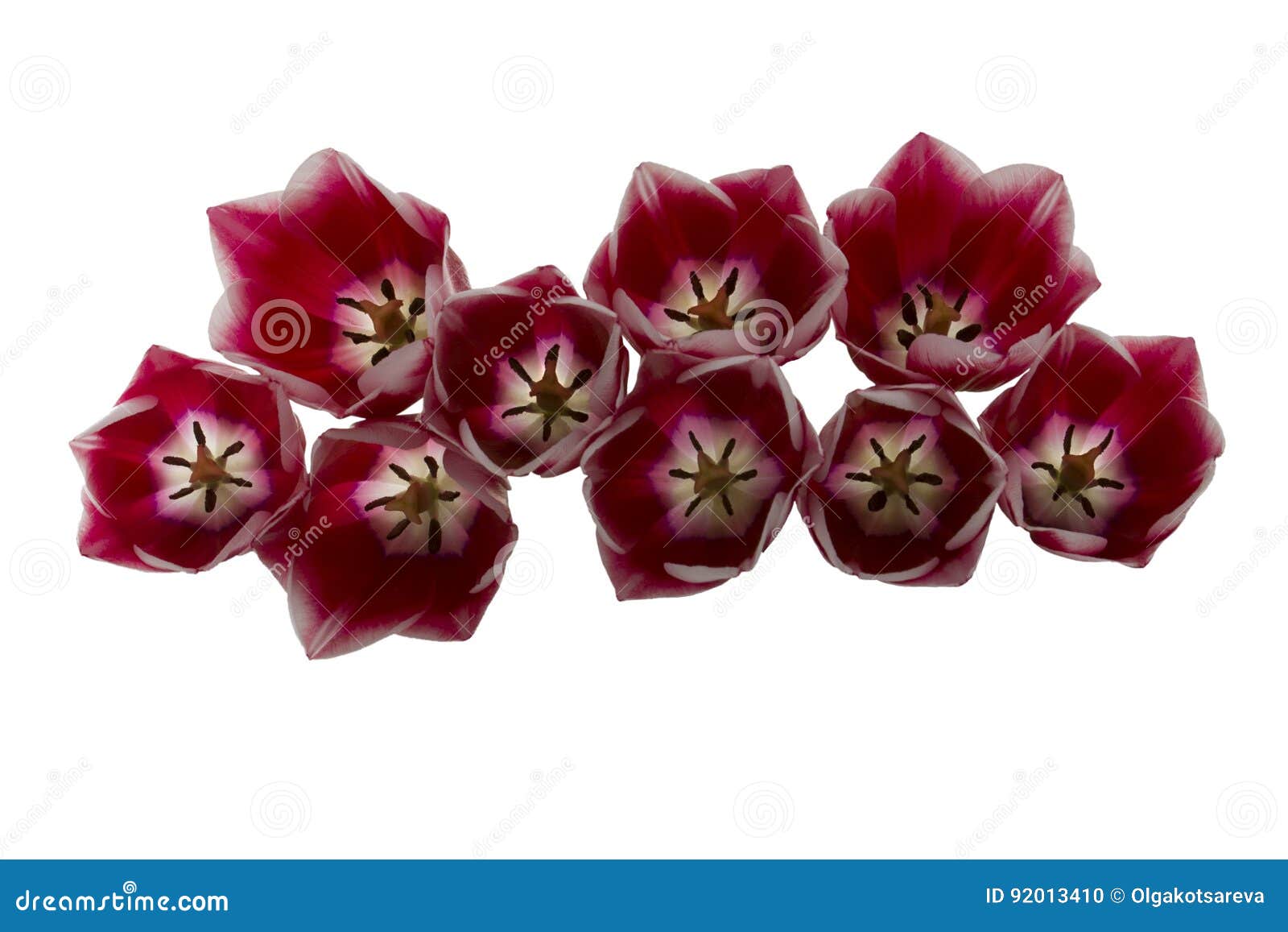 Partes de los tulipanes foto de archivo. Imagen de medio - 92013410