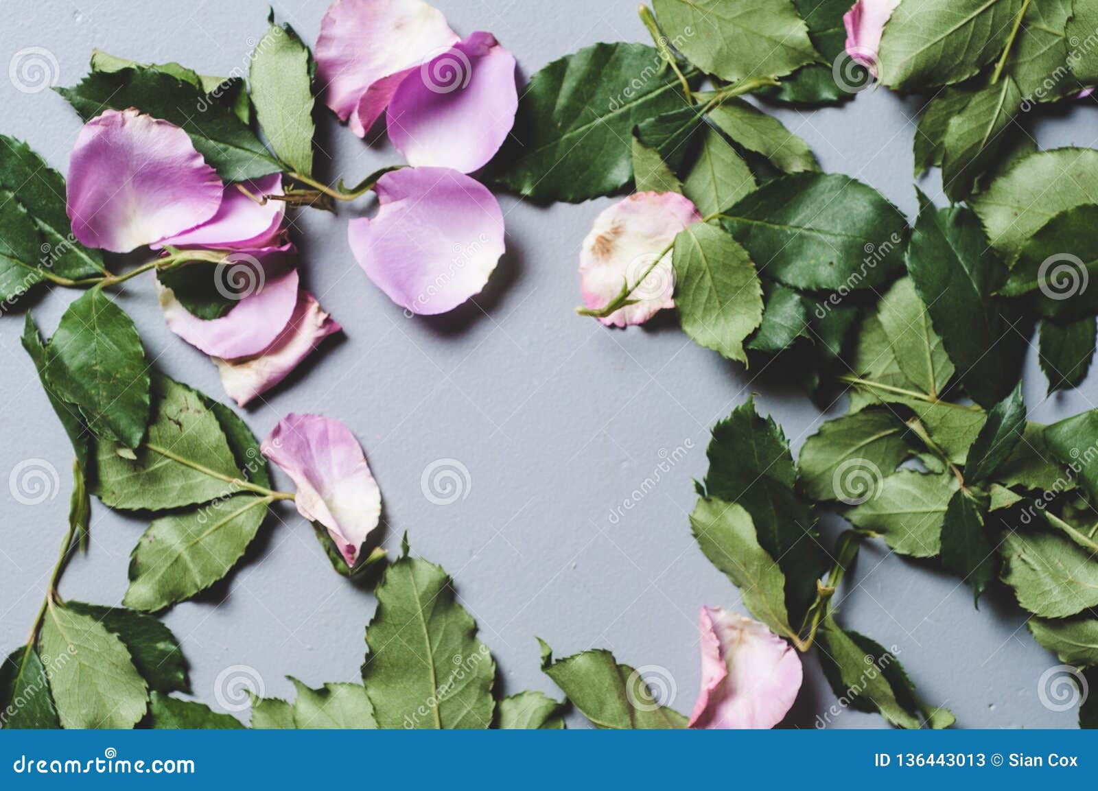 Partes De Una Planta Color De Rosa Imagen de archivo - Imagen de ...