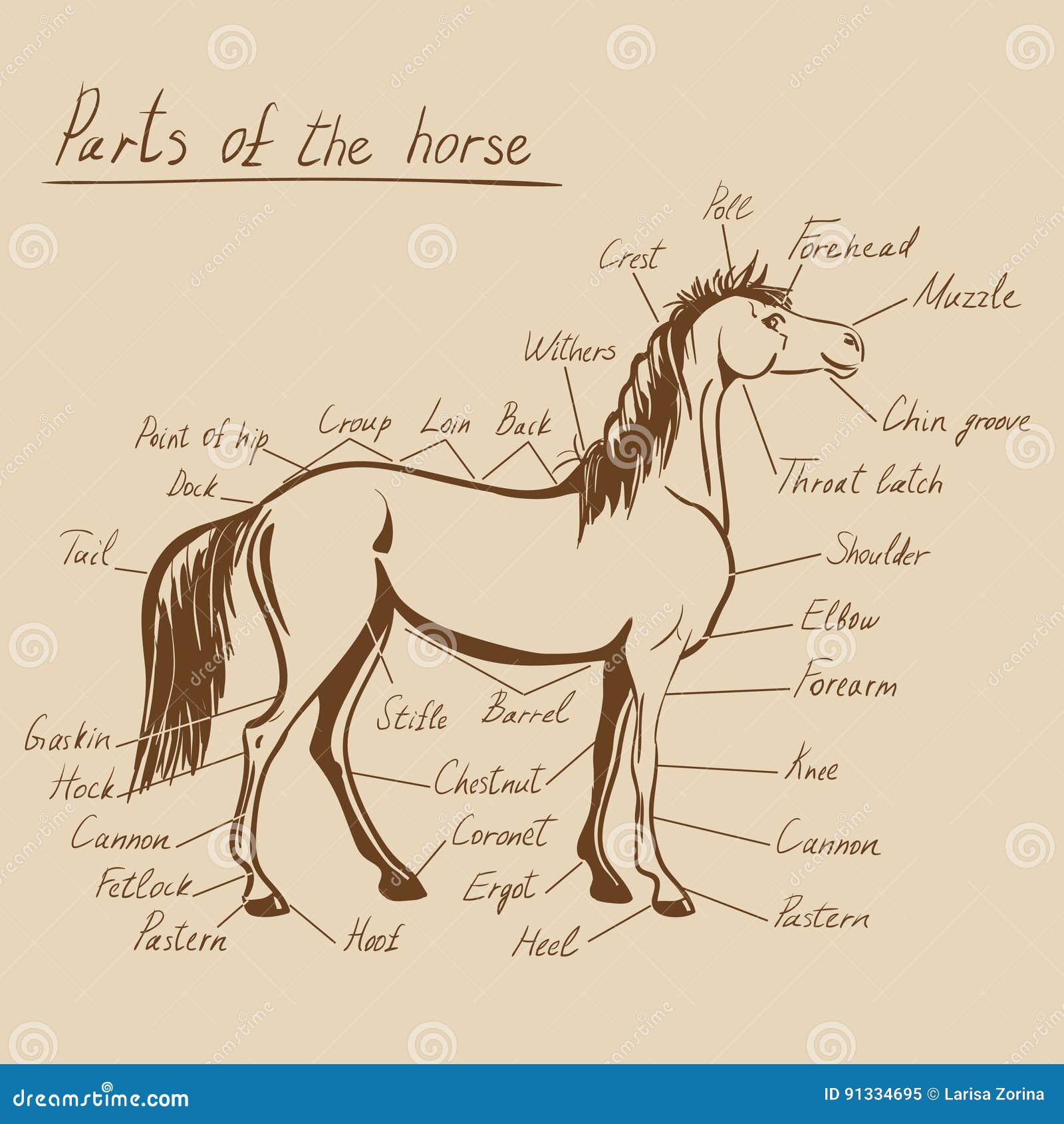 Partes Del Caballo Anatomía Equina Ilustración del Vector - Ilustración ...