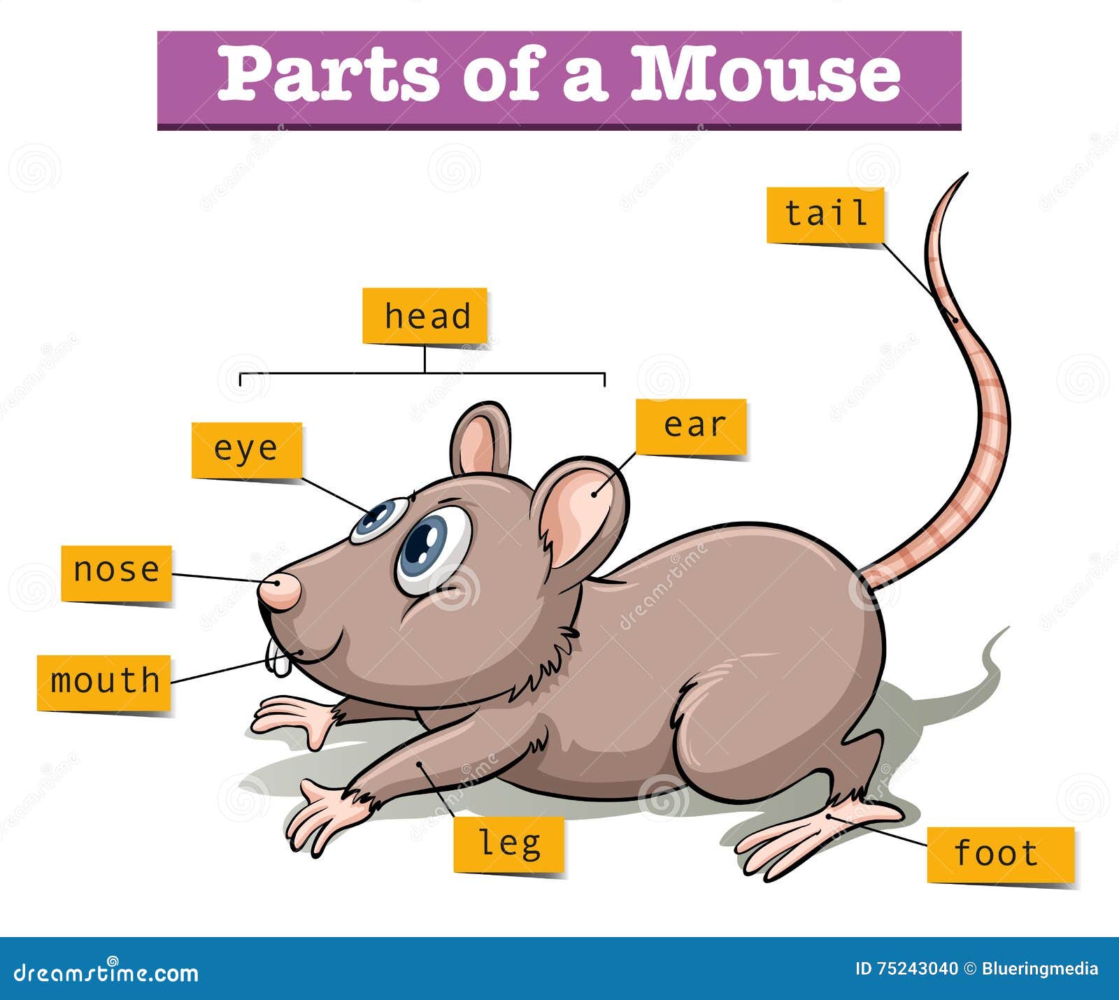 Partes Diferentes Do Rato Pequeno Ilustração do Vetor - Ilustração de ...