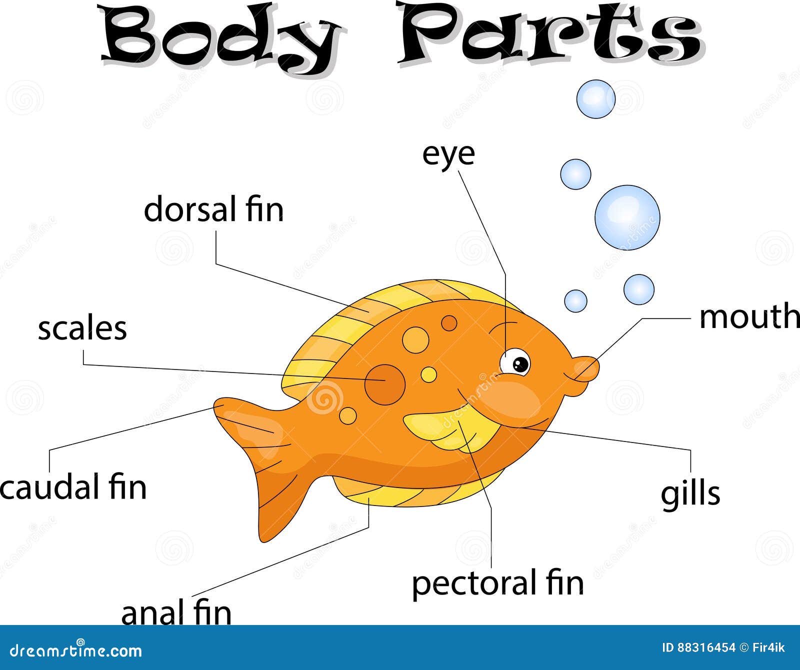 Partes do corpo dos peixes ilustração do vetor. Ilustração de fofofo ...