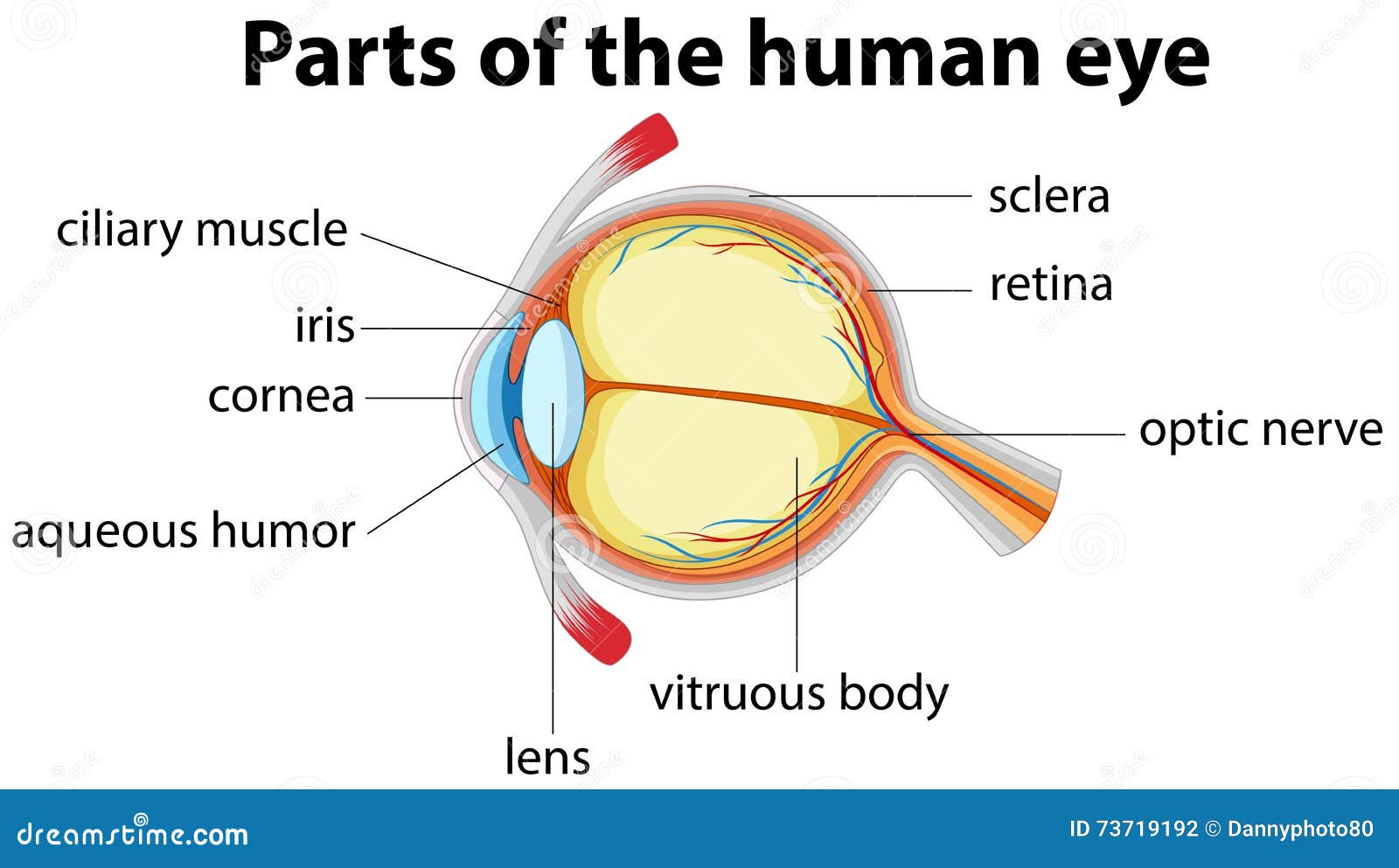 Partes Do Olho Humano Com Nome Ilustração do Vetor - Ilustração de ...