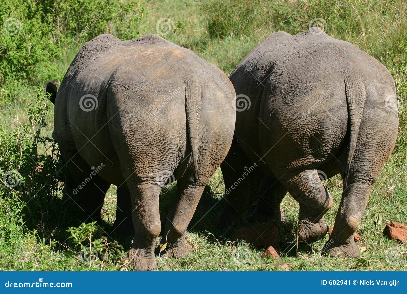 Partes Inferiores Blancas Del Rinoceronte Imagen de archivo - Imagen de ...