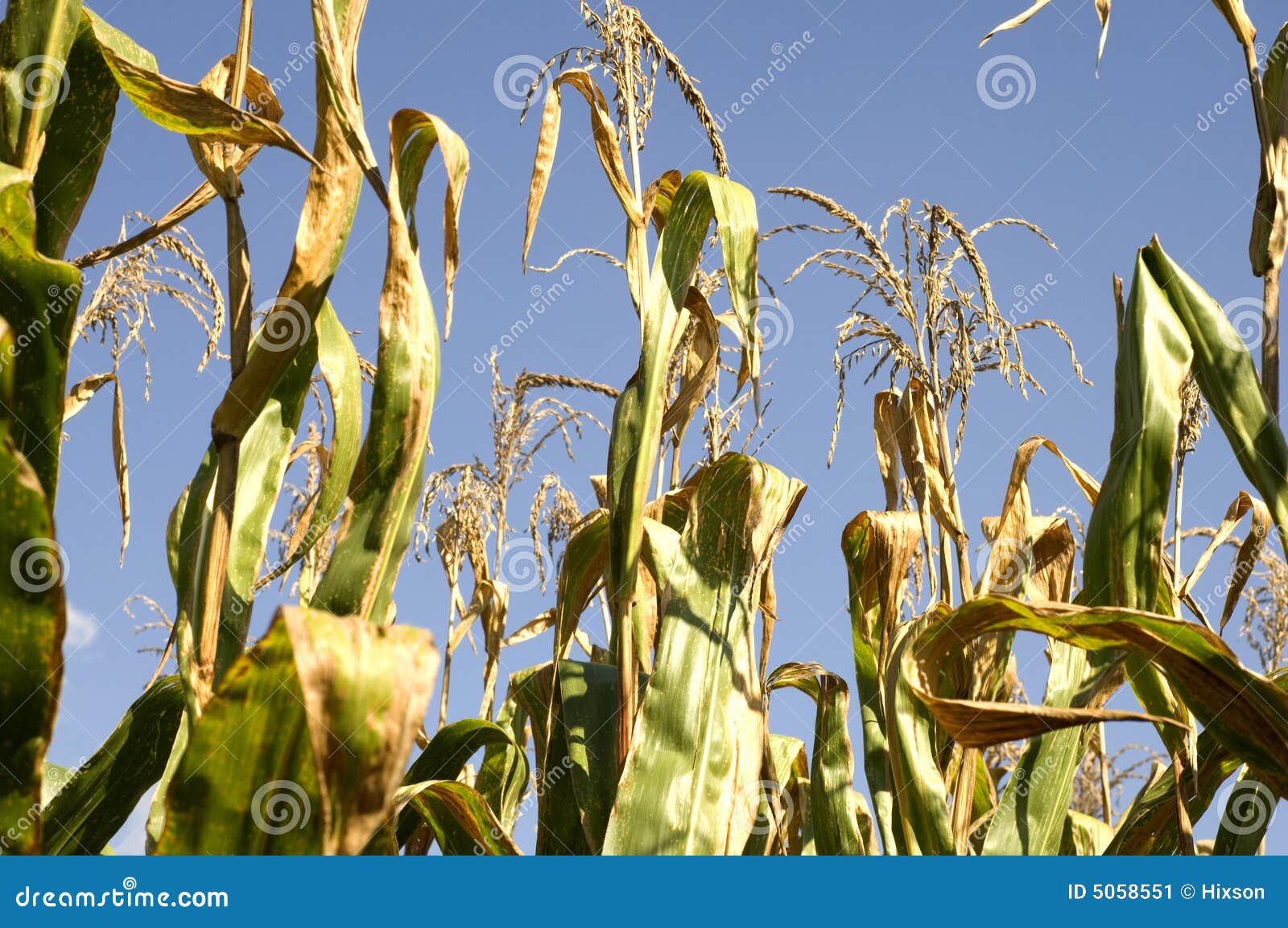 Partes Superiores Da Haste Do Milho Imagem de Stock - Imagem de cena ...