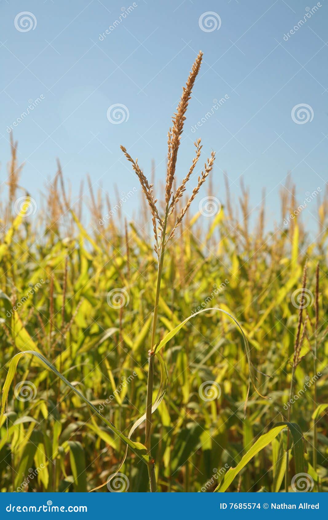 Partes superiores do milho foto de stock. Imagem de orgânico - 7685574